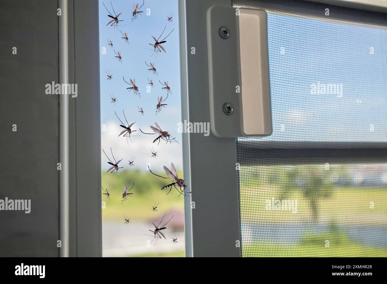 Many mosquitoes flying in to the house while insect net was opened ...