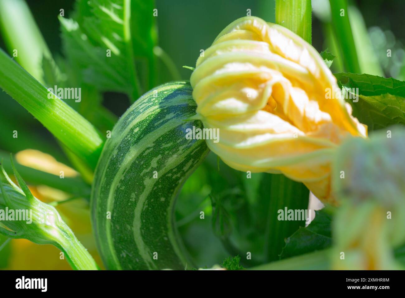 Carolina reaper plant hi-res stock photography and images - Alamy