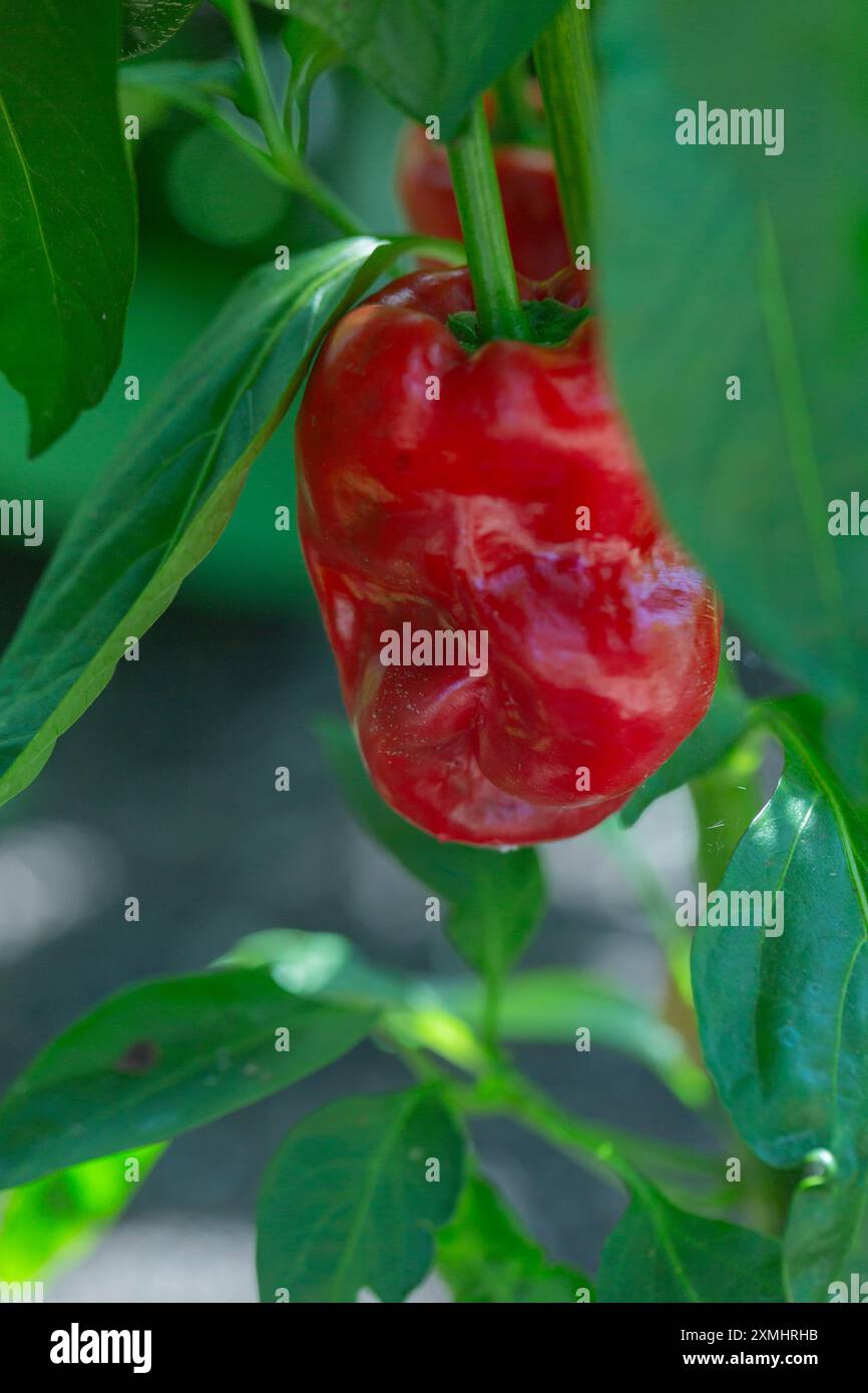 Growing Chilli plant 'Carolina' Reaper Stock Photo - Alamy