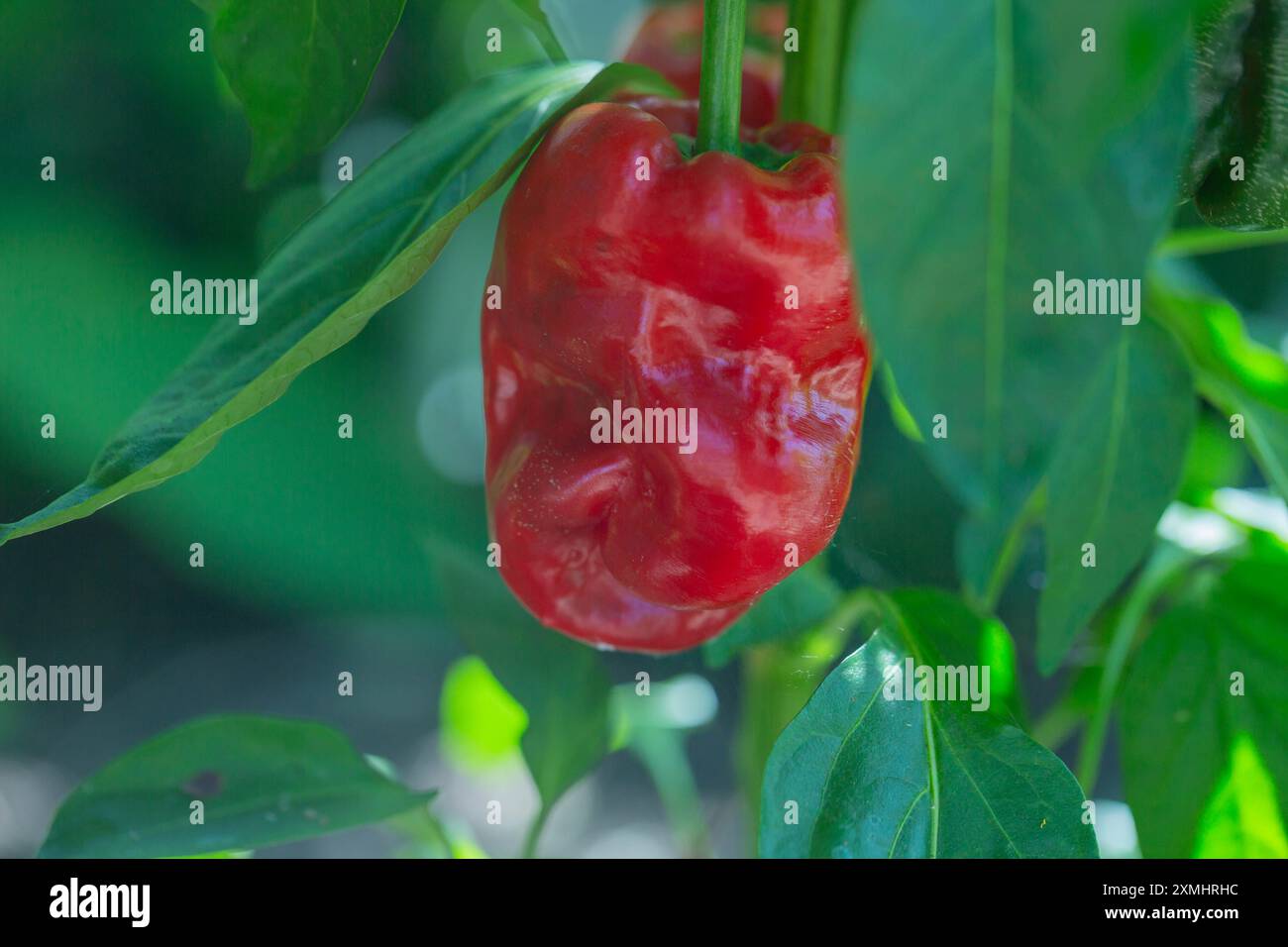 Carolina reaper plant hi-res stock photography and images - Alamy