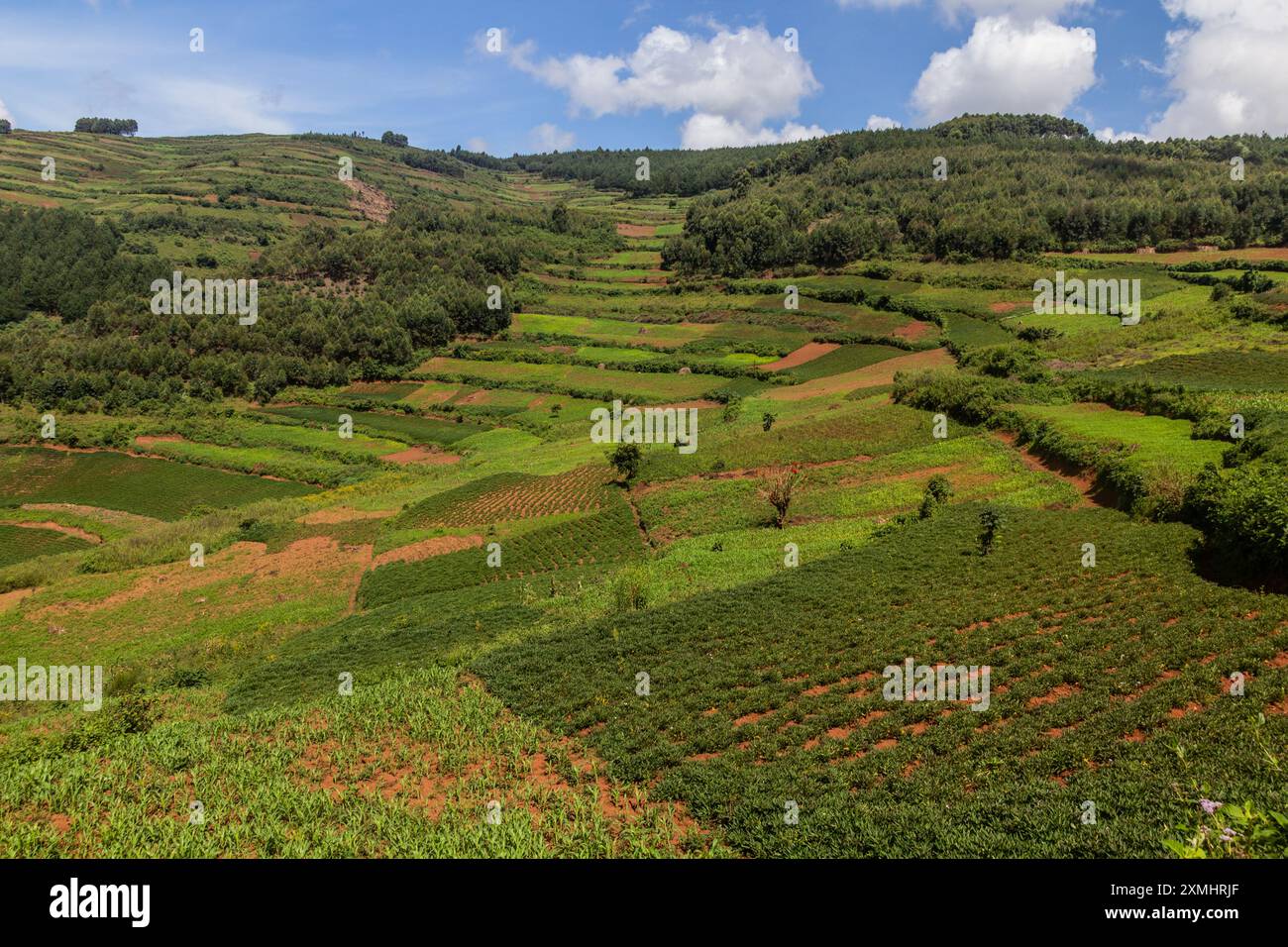 Lush landscape near Kabale, Uganda Stock Photo - Alamy