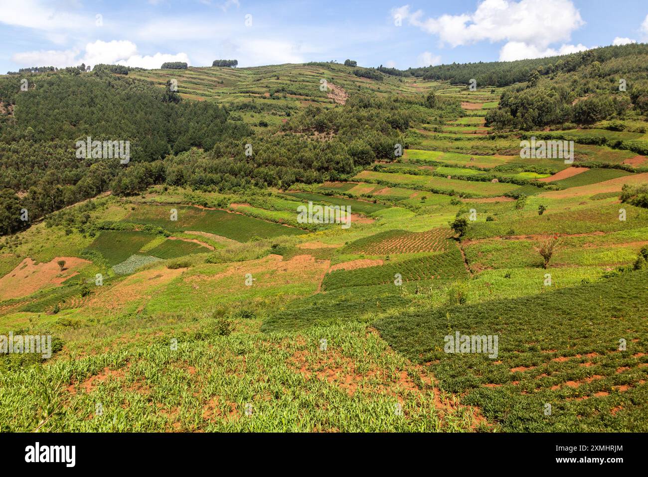 Lush landscape near Kabale, Uganda Stock Photo - Alamy
