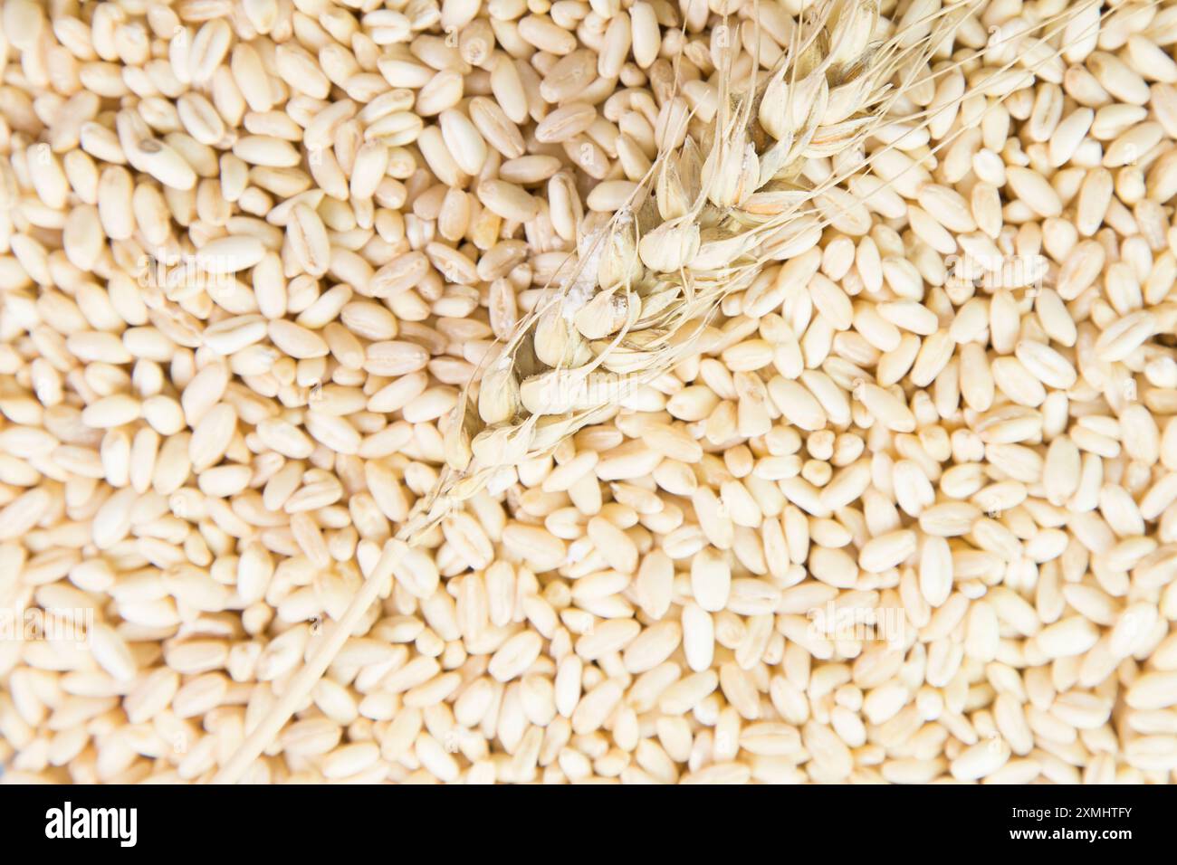 Wheat berries background, high resolution Stock Photo - Alamy
