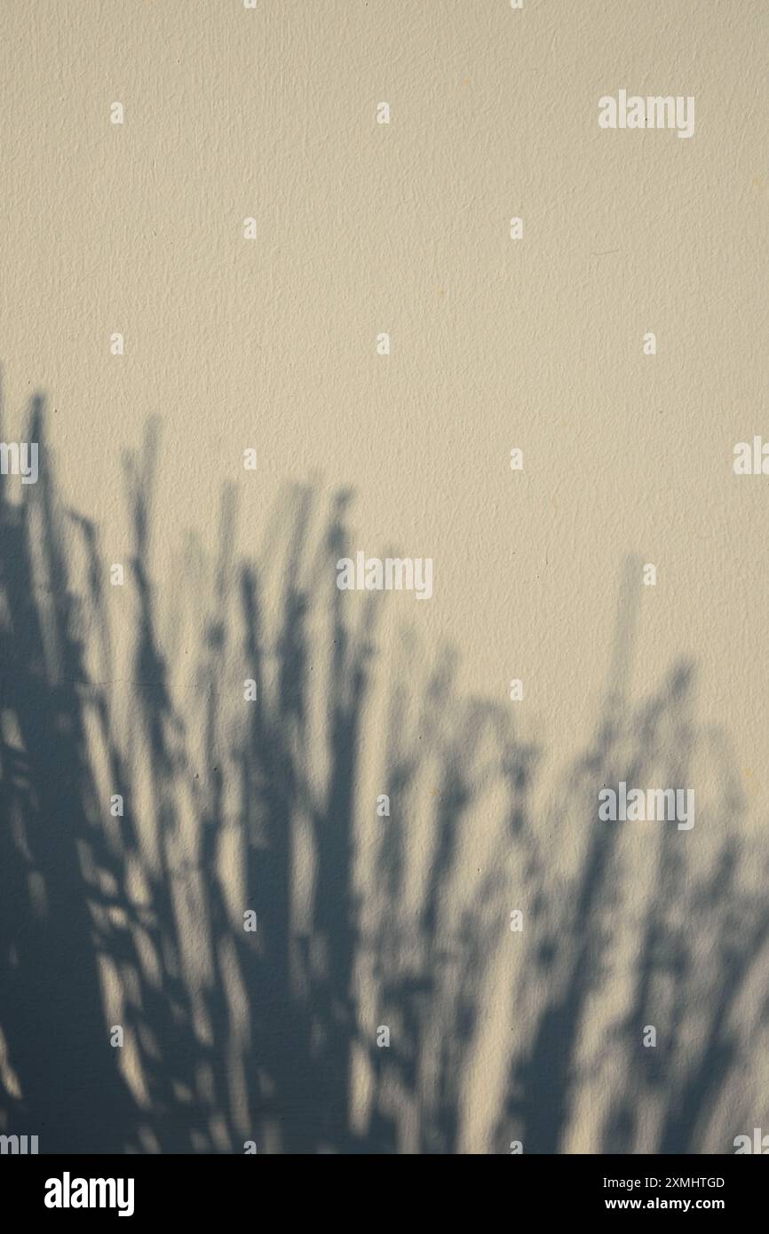 line shade, shadow drop overlay effect on white wall background or ...