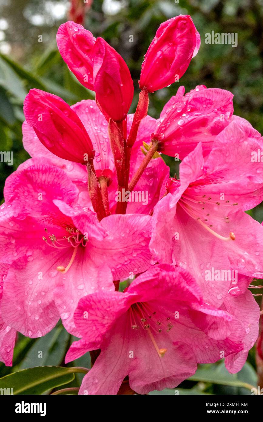 Large pink rhododendron hi-res stock photography and images - Alamy
