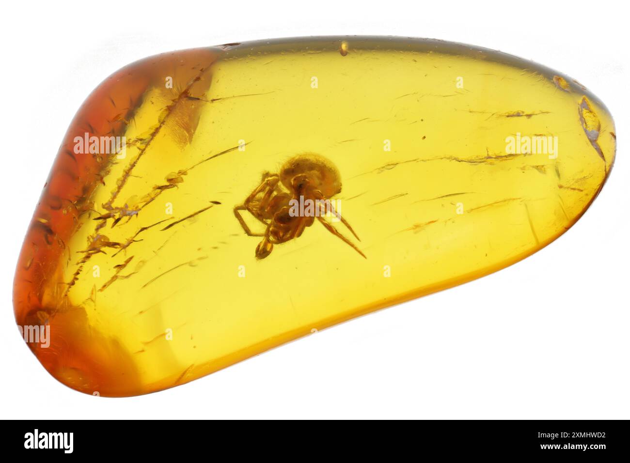 cobweb spider (Theridiidae) imprisioned in Baltic amber isolated on ...
