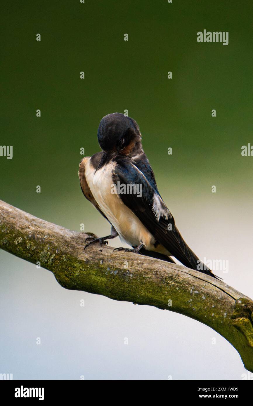 Barn swallow (Hirundo rustica) sitting on a tree branch and cleaning ...
