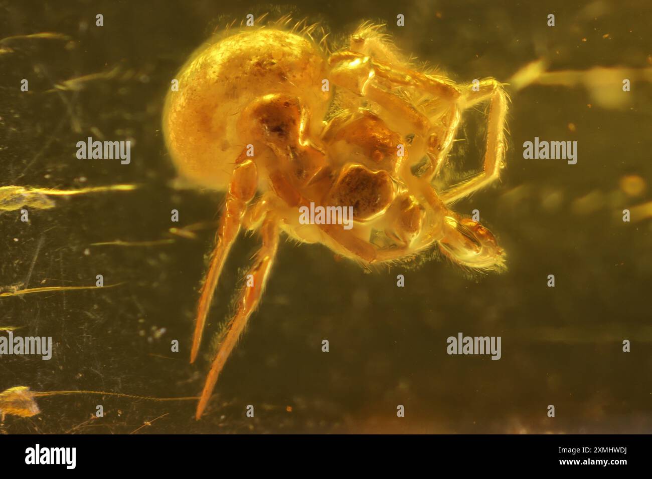 cobweb spider (Theridiidae) imprisioned in Baltic amber Stock Photo - Alamy