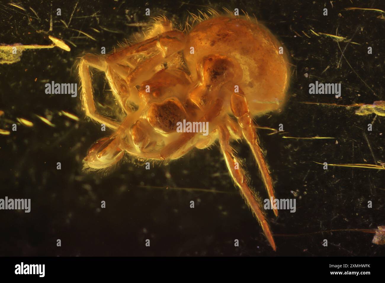 Theridiidae hi-res stock photography and images - Alamy