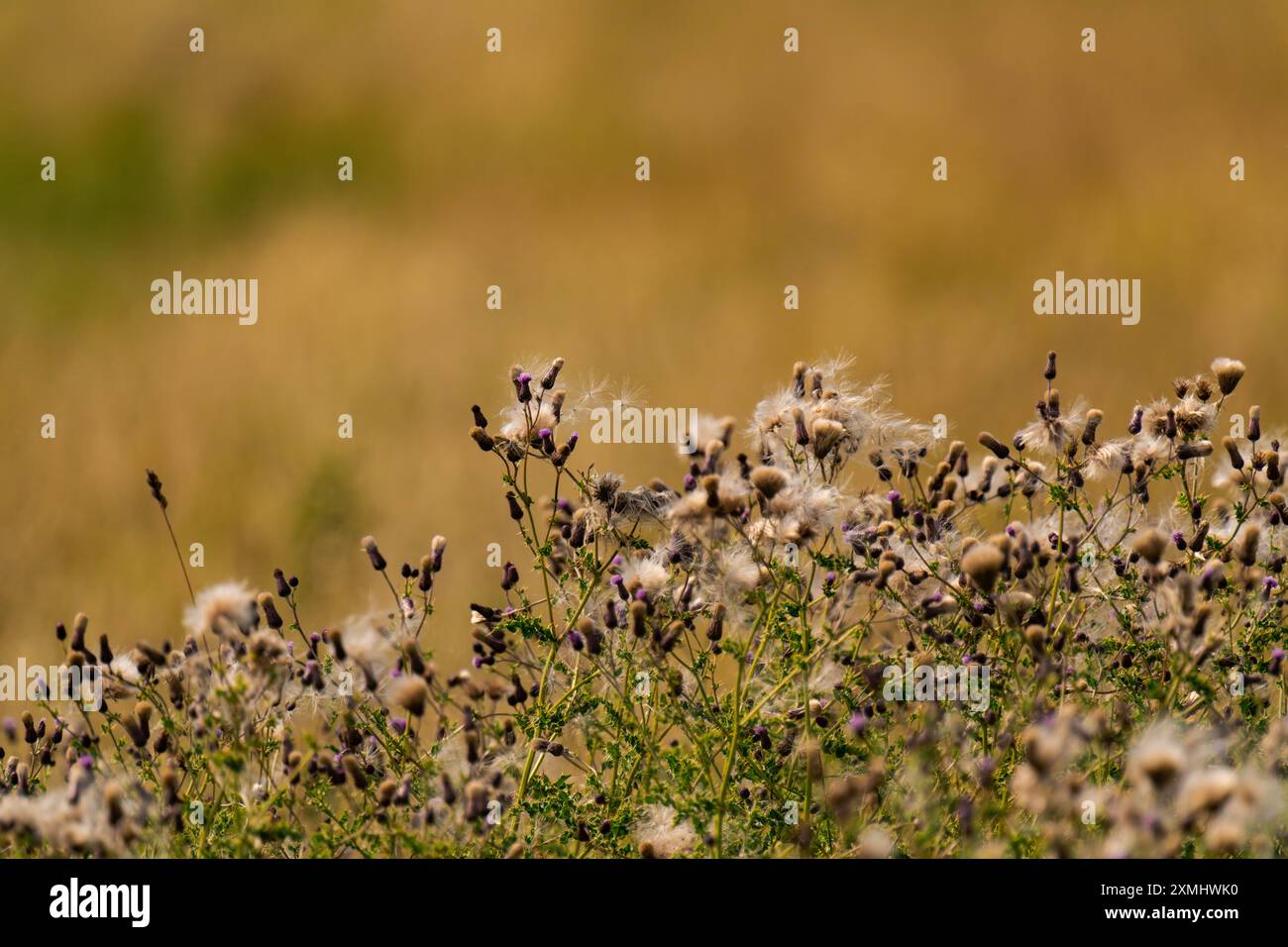 Meadow thistles hi-res stock photography and images - Alamy