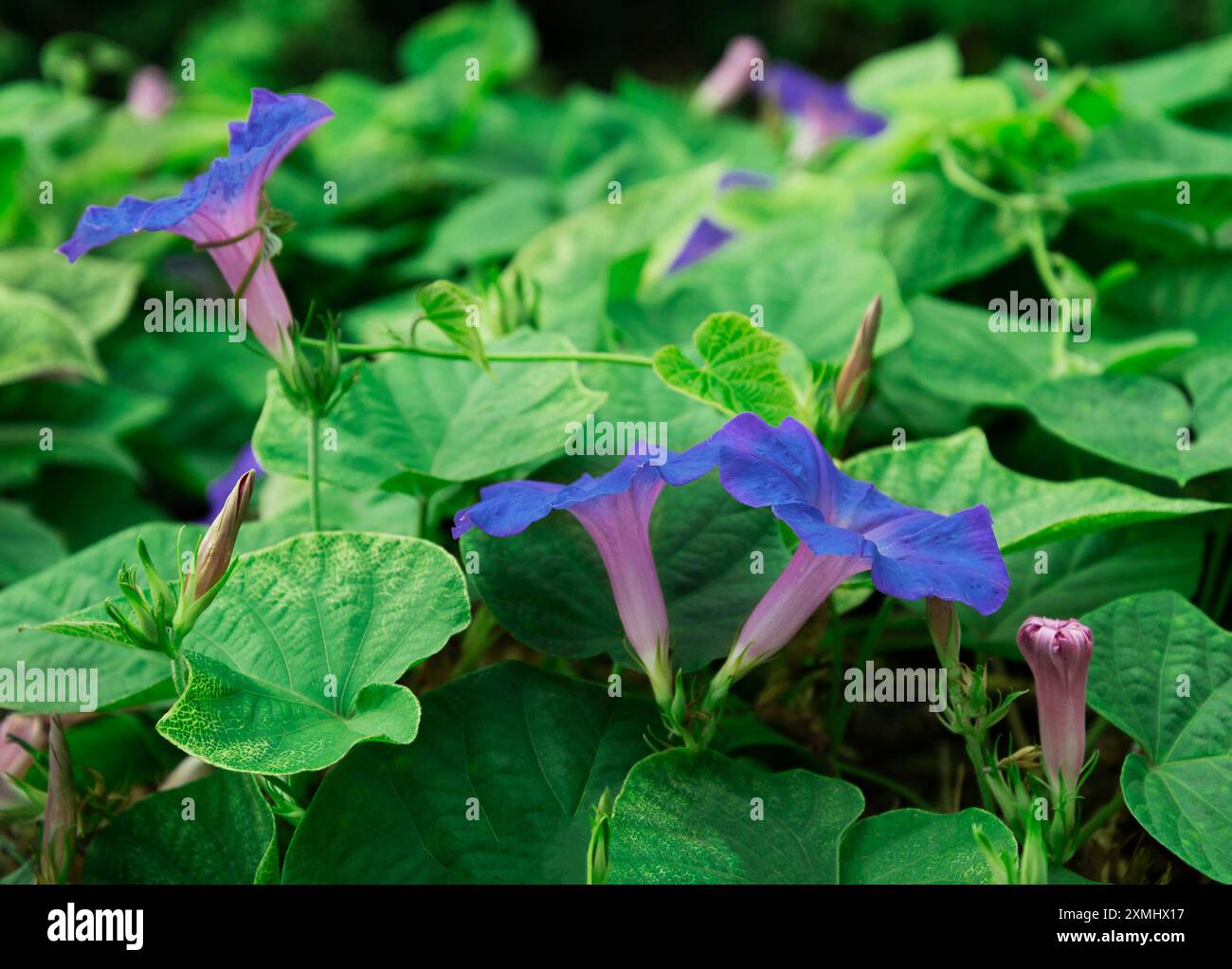 Violet beach moonflowers in a bloom Stock Photo - Alamy