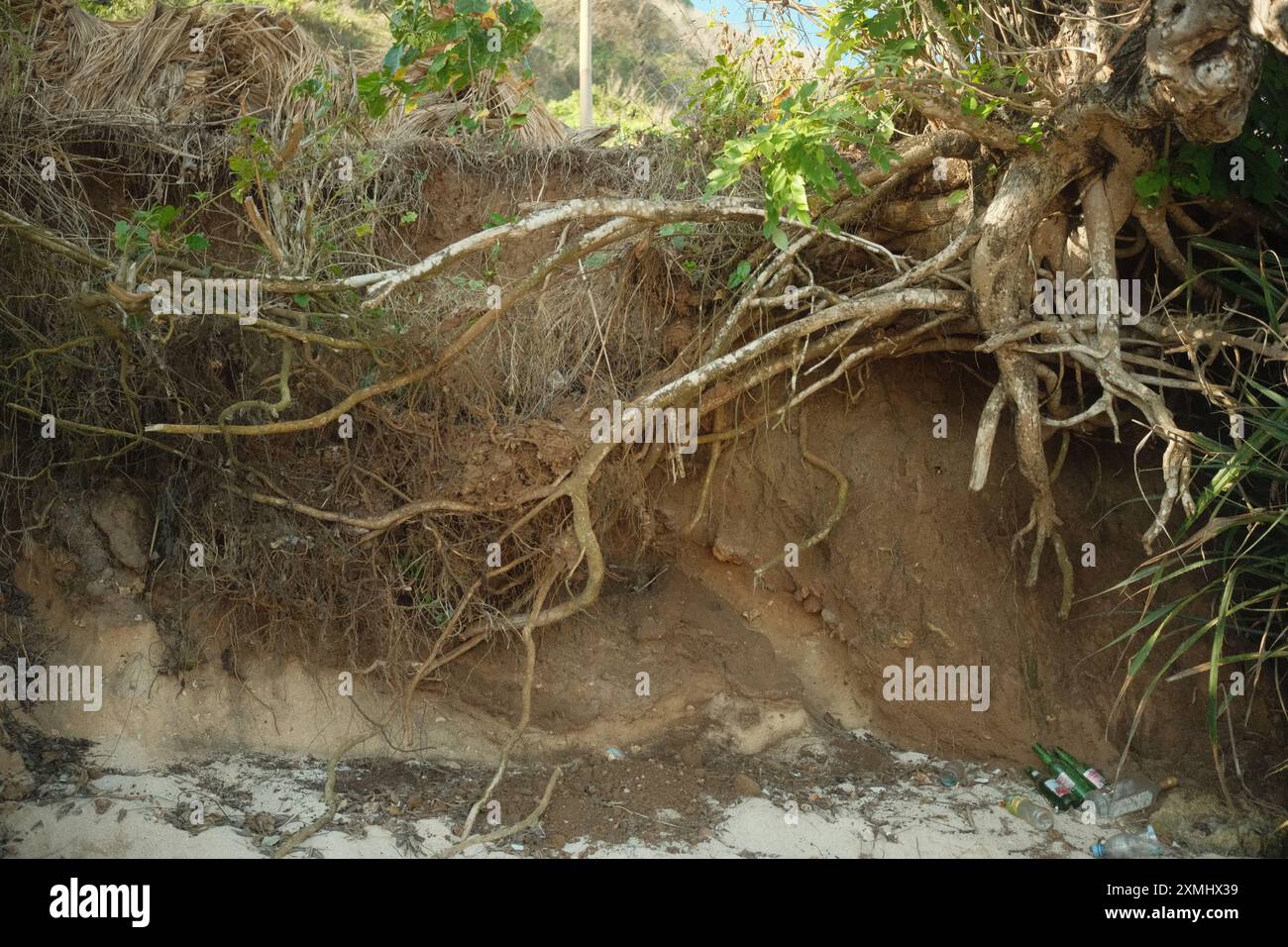 Land of hills and tropical tree roots on the beach, affected by coastal ...