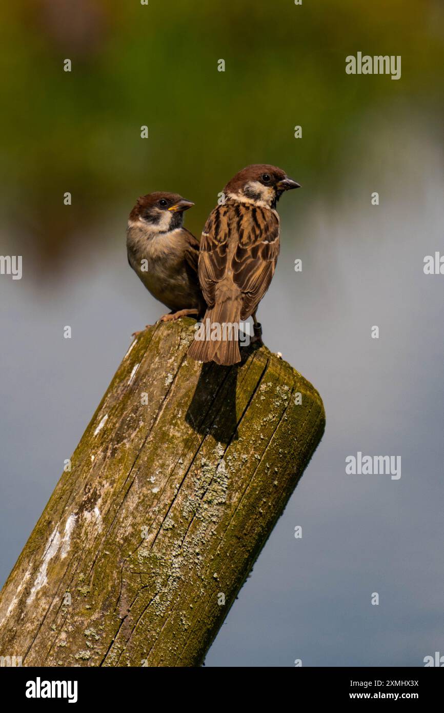 Two sparrows sitting on a wood fence Stock Photo - Alamy