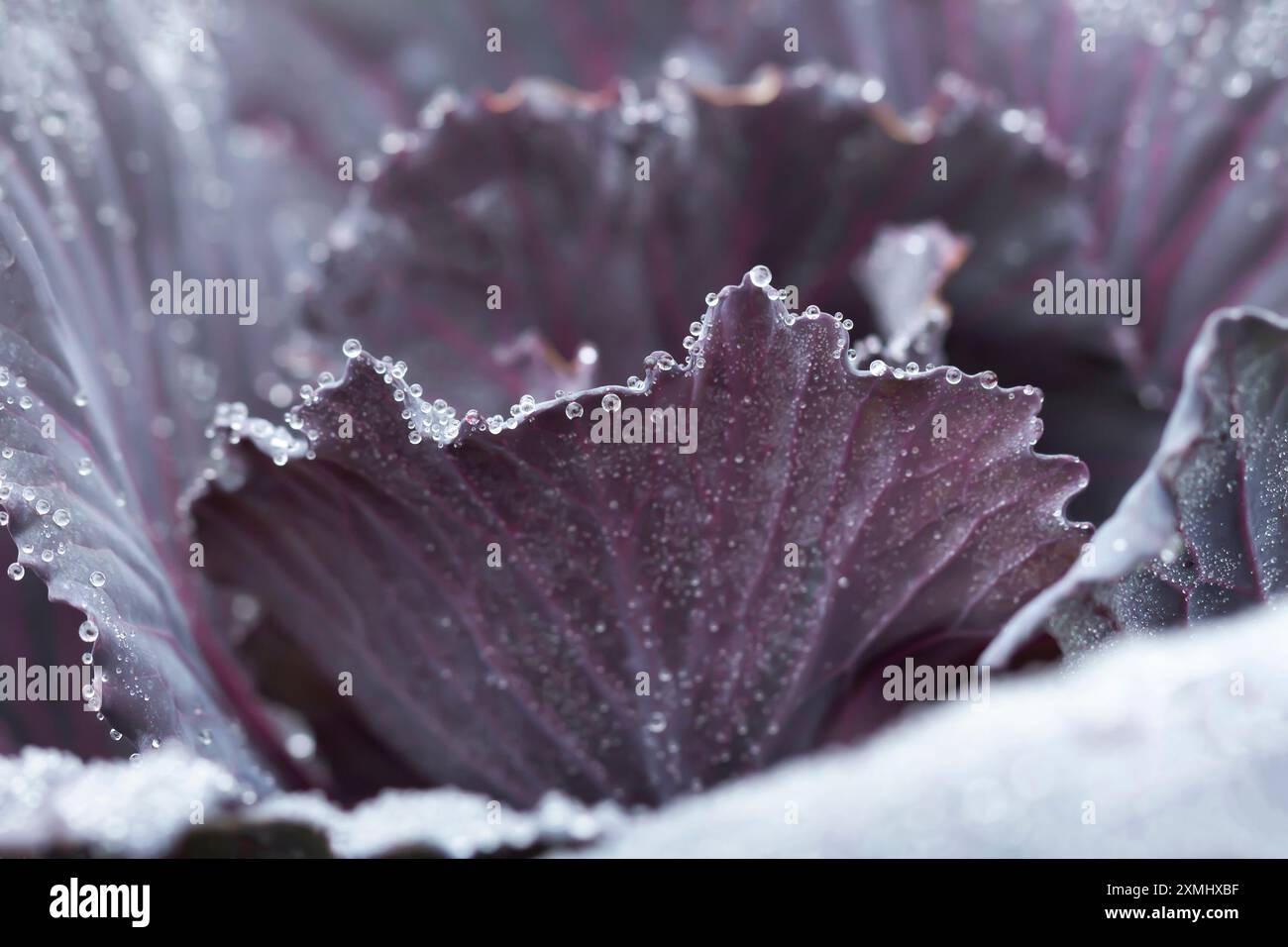 The red cabbage head grows in the garden Stock Photo - Alamy