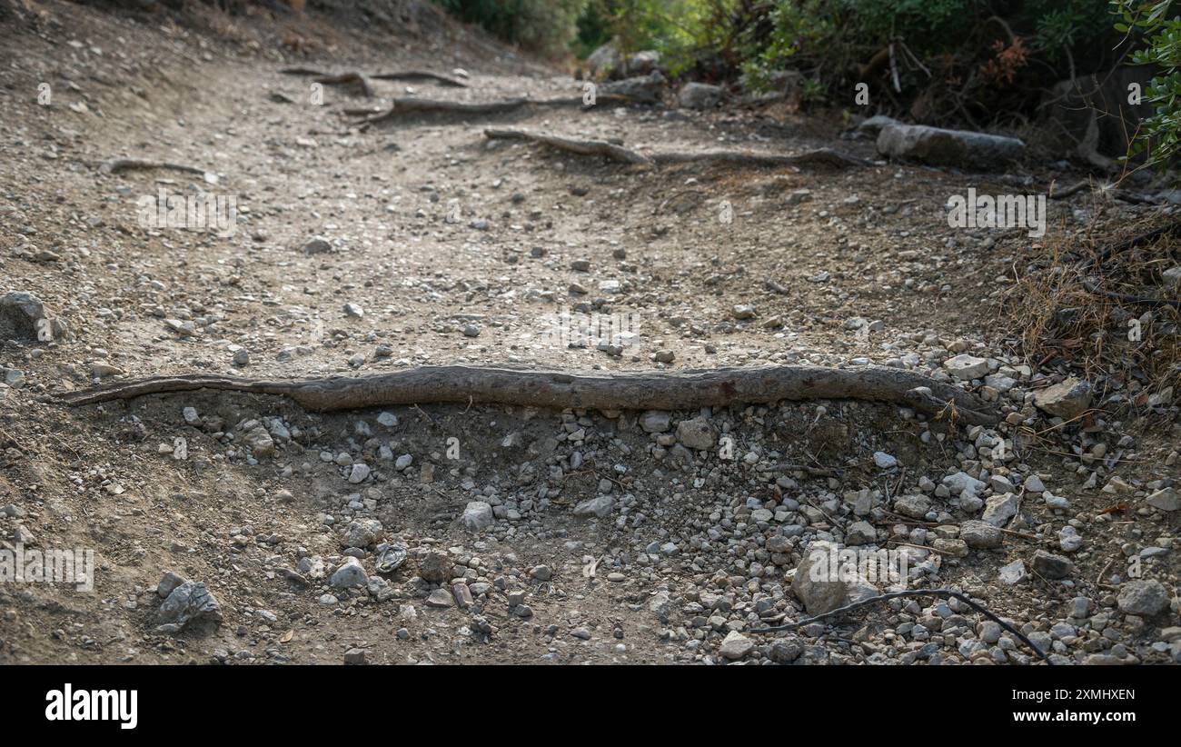 Ground path with trees roots Stock Photo - Alamy