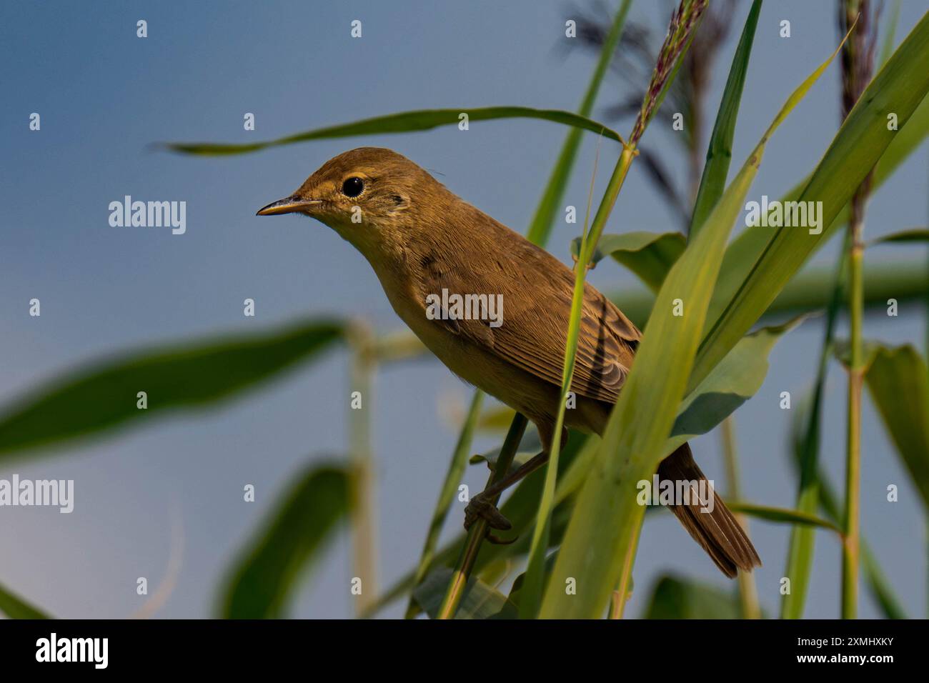 Common reed warbler (Acrocephalus scirpaceus) sitting on reed grasses ...