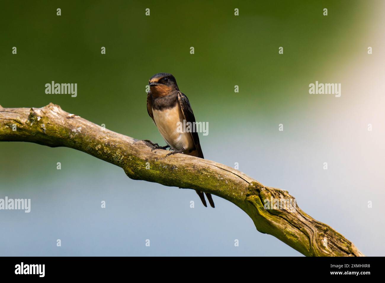 Barn swallow (Hirundo rustica) sitting on a tree branch Stock Photo - Alamy