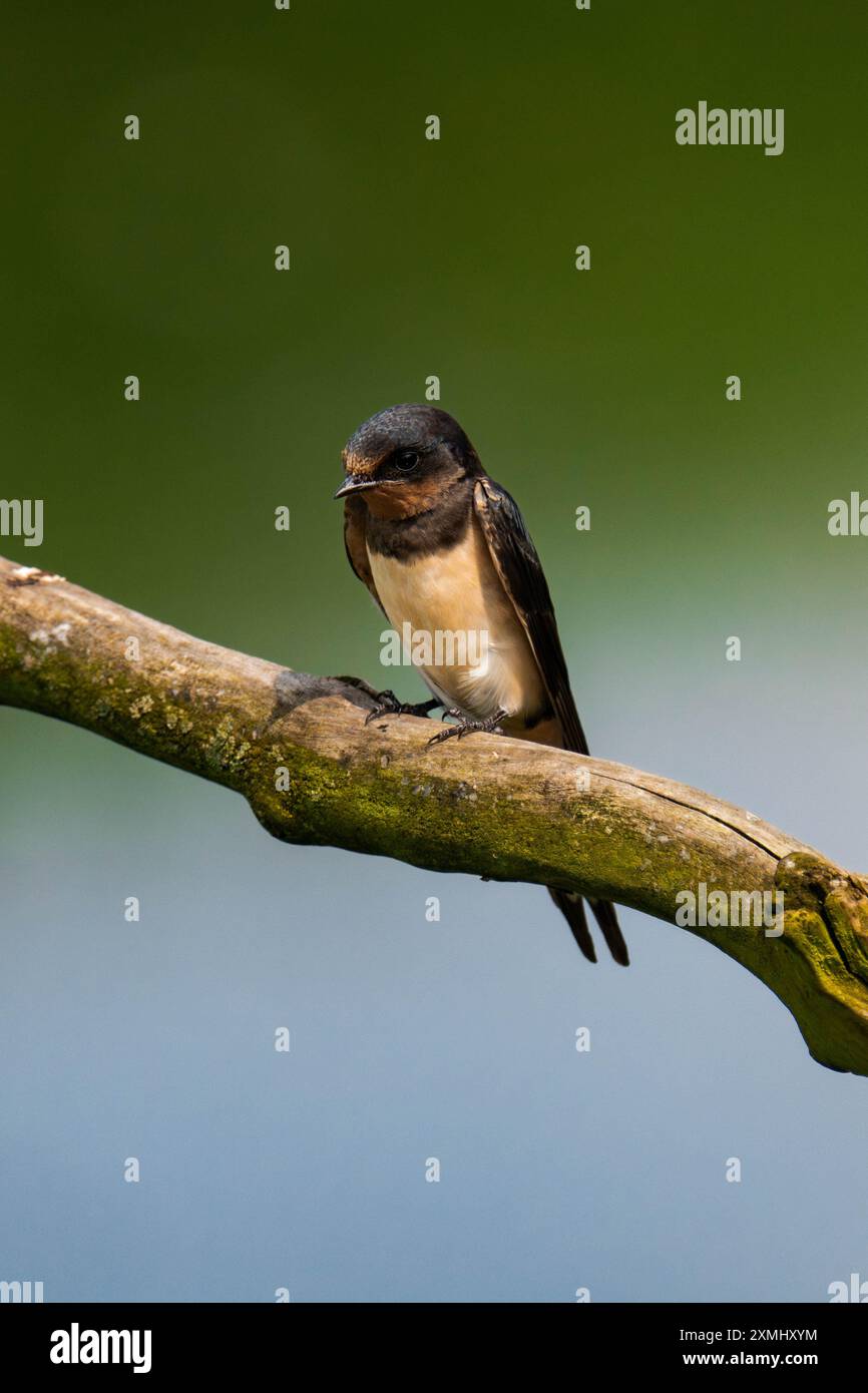 Swallow photography hi-res stock photography and images - Alamy