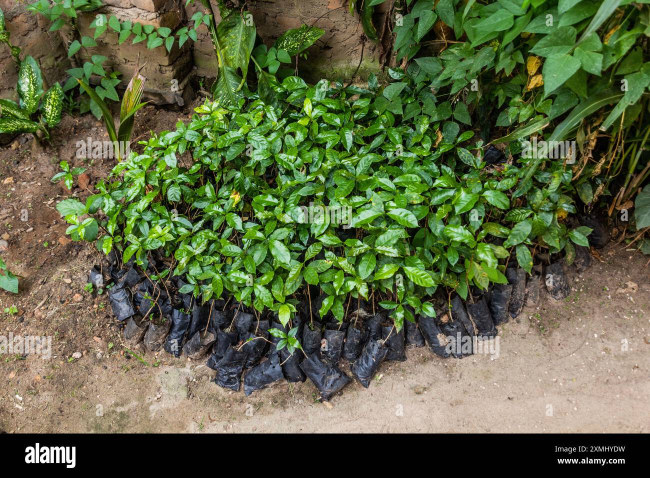 Seedlings of coffee plants in Uganda Stock Photo - Alamy