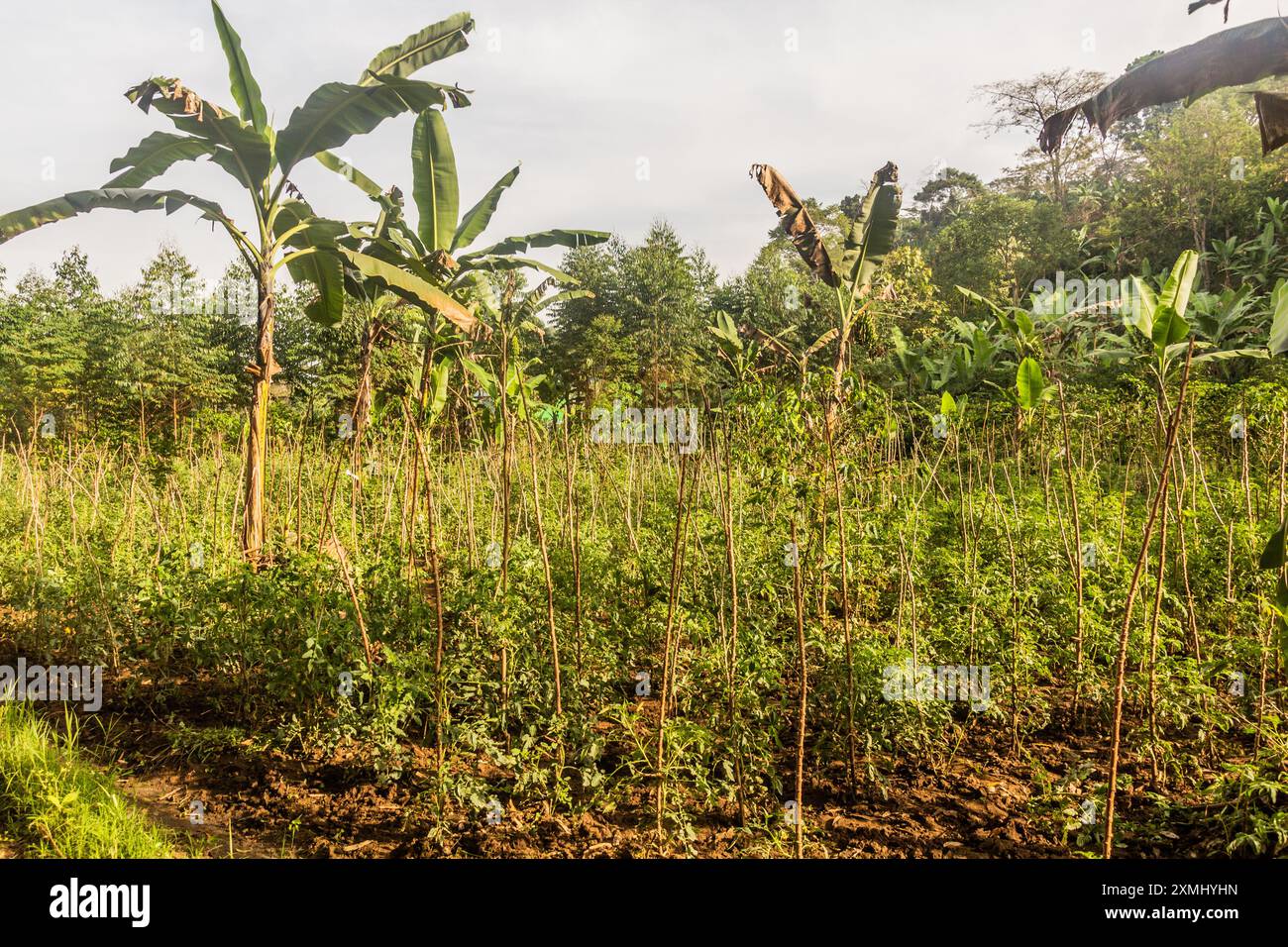 Tomato plantation near Budadiri village, Uganda Stock Photo - Alamy