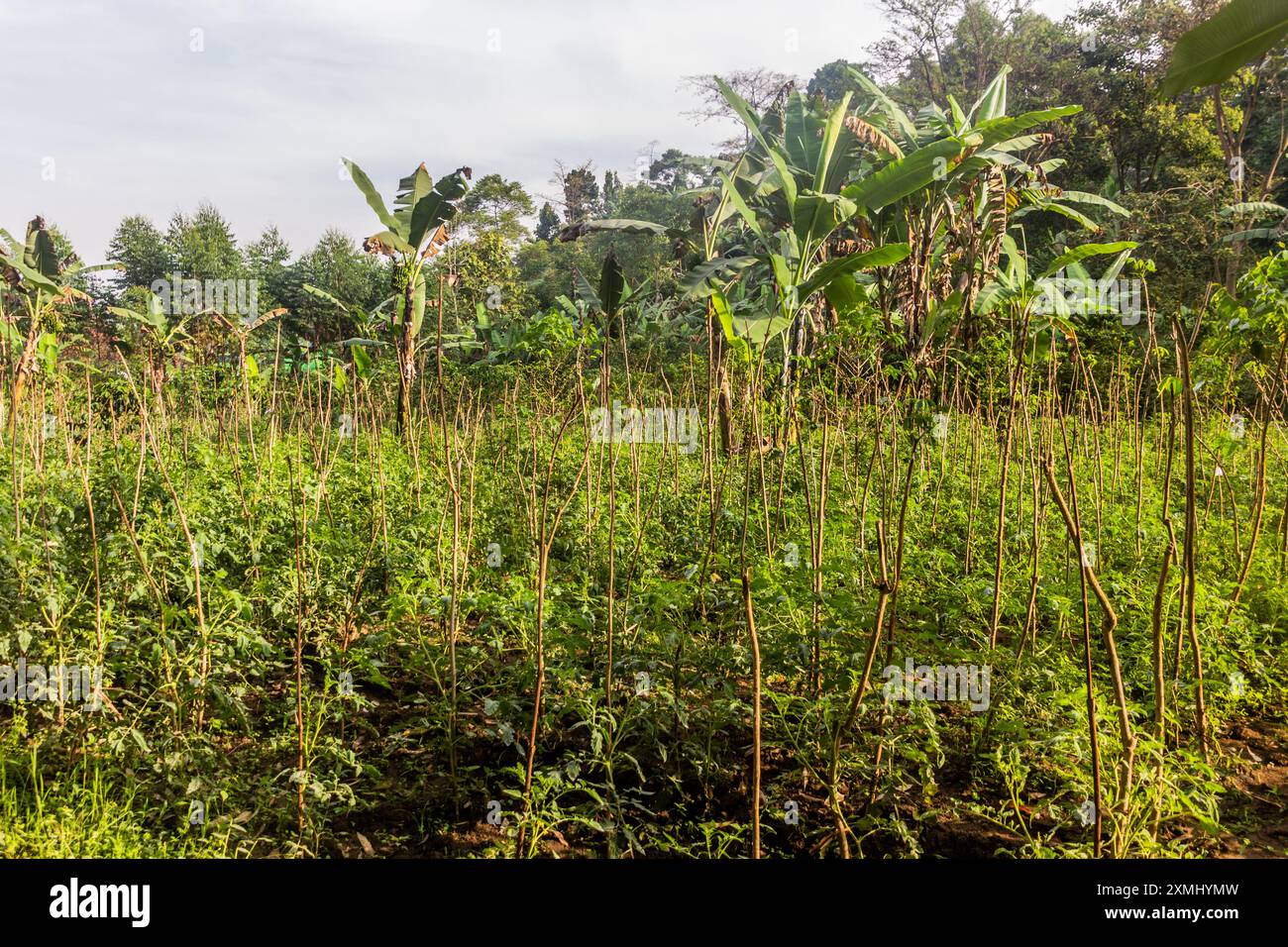 Tomato plantation near Budadiri village, Uganda Stock Photo - Alamy