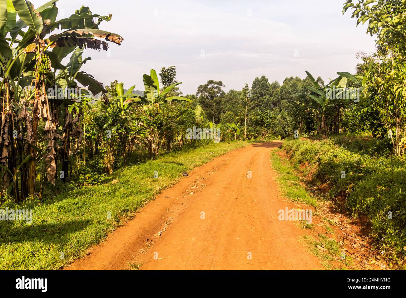 Rural road near Budadiri village, Uganda Stock Photo - Alamy