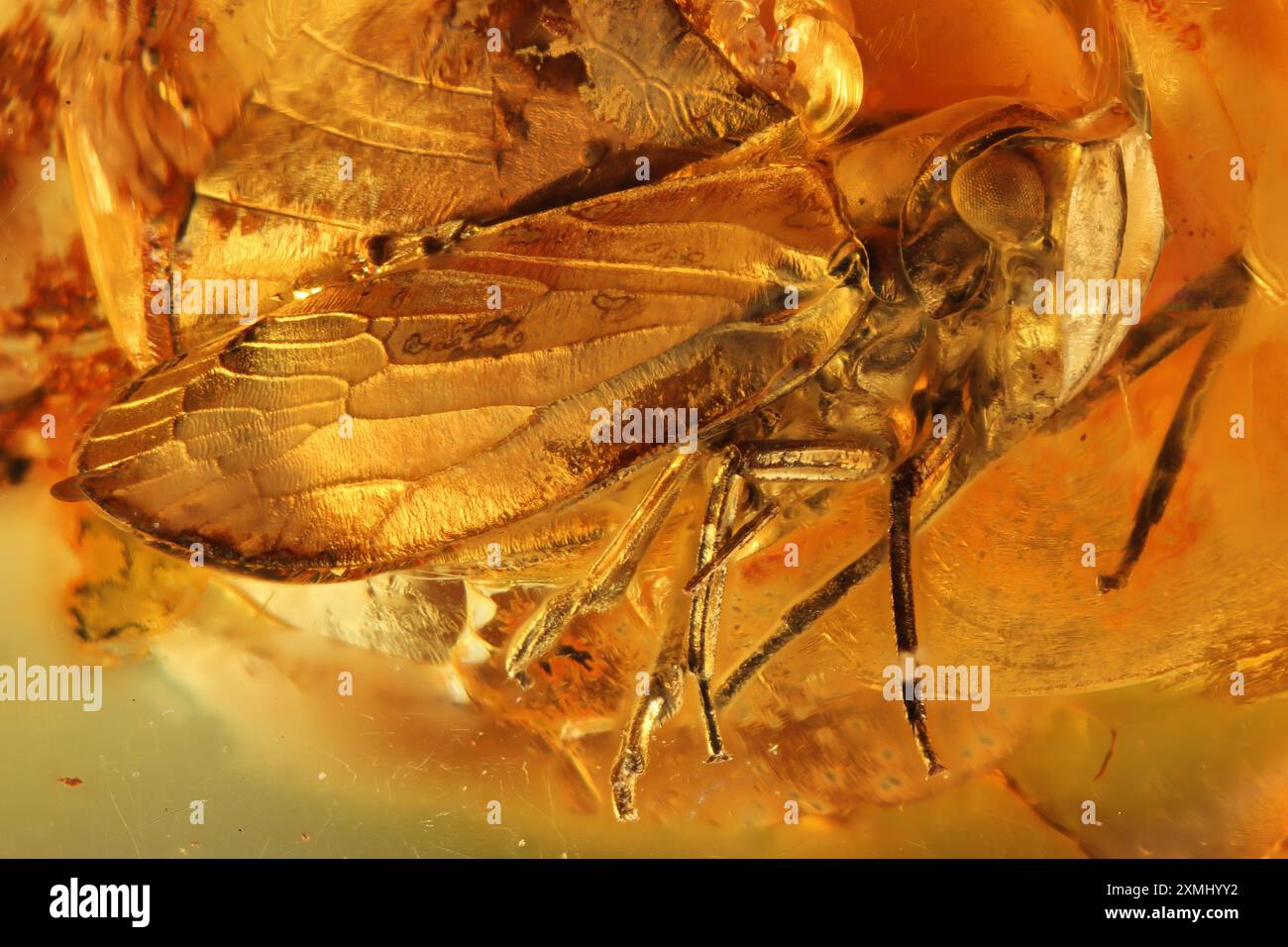 Transparent planthopper hi-res stock photography and images - Alamy