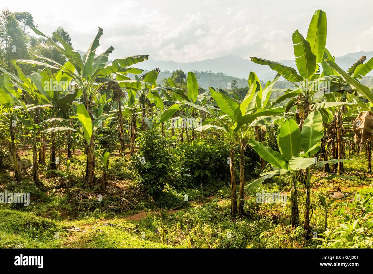 Banana plantation near Budadiri village, Uganda Stock Photo - Alamy