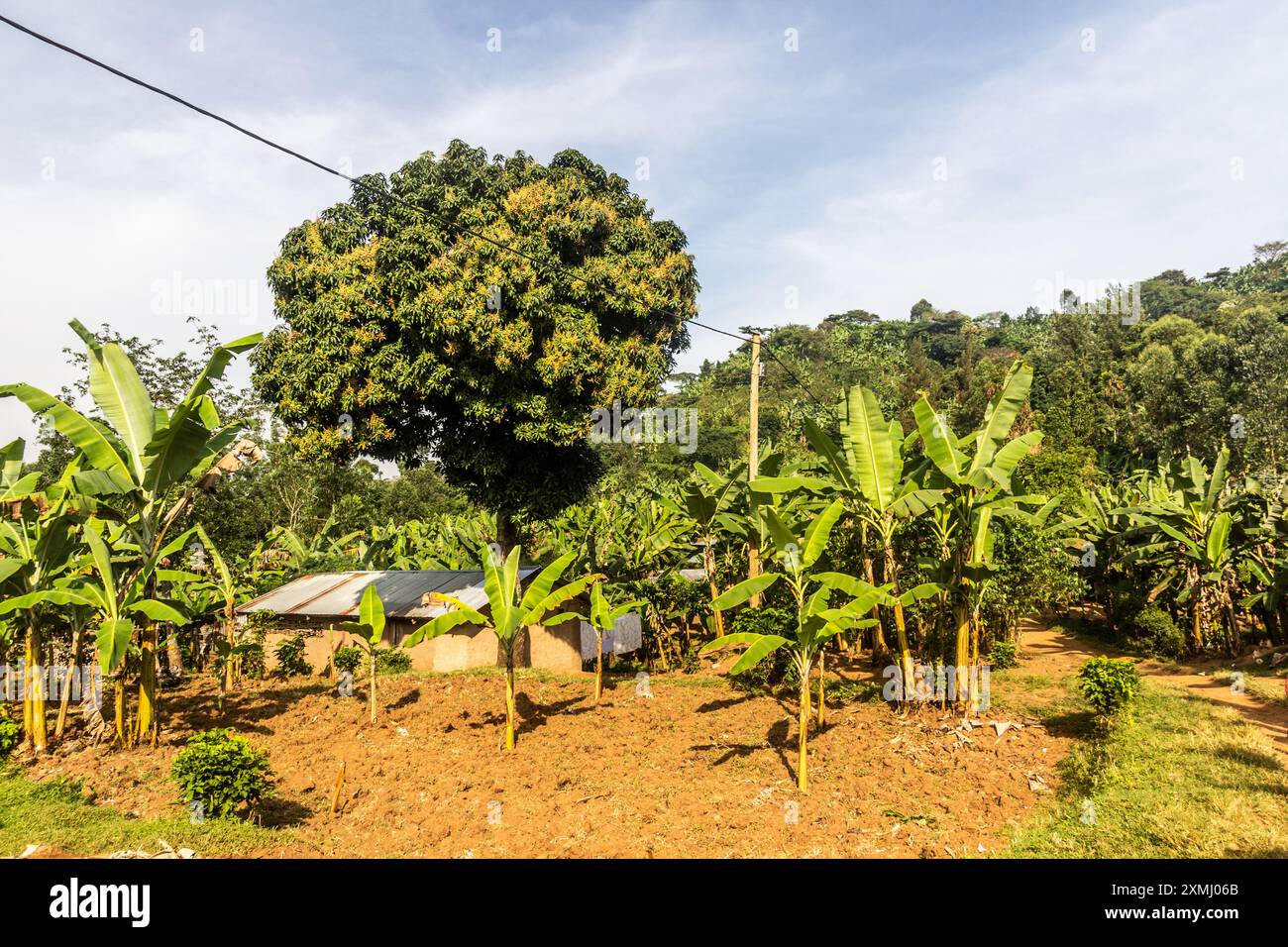 Banana plantation near Budadiri village, Uganda Stock Photo - Alamy