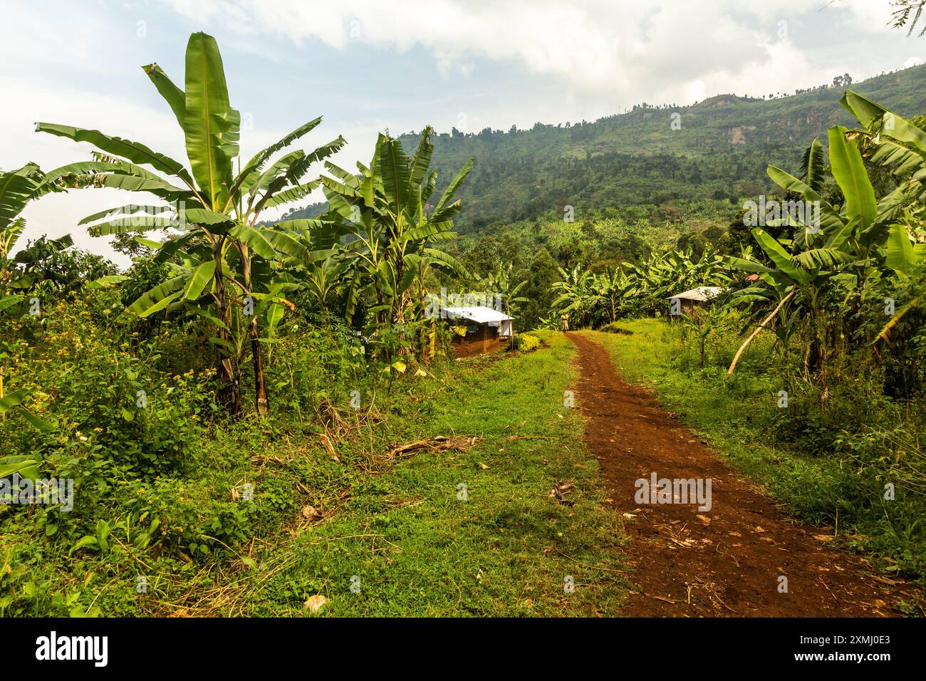Path through banana plantation near Budadiri village, Uganda Stock ...