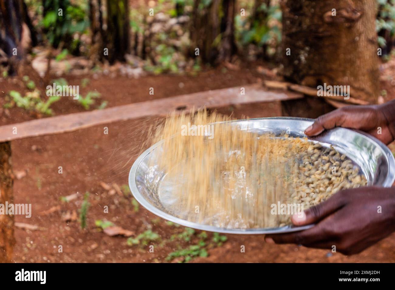Separation of coffee bean husks at a farm in Sipi village, Uganda Stock ...