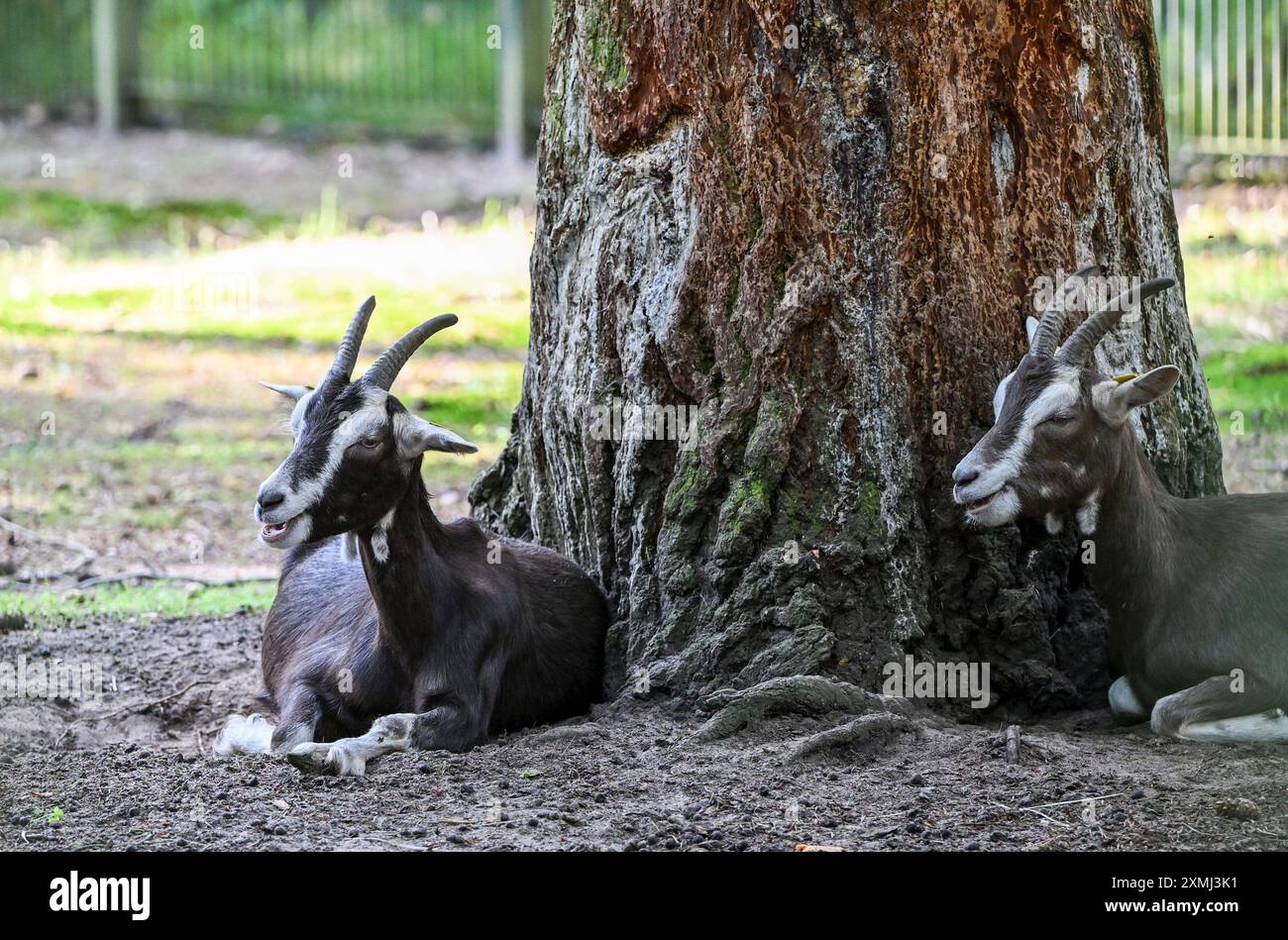 Perleberg, Germany. 25th July, 2024. Thuringian forest goats at ...