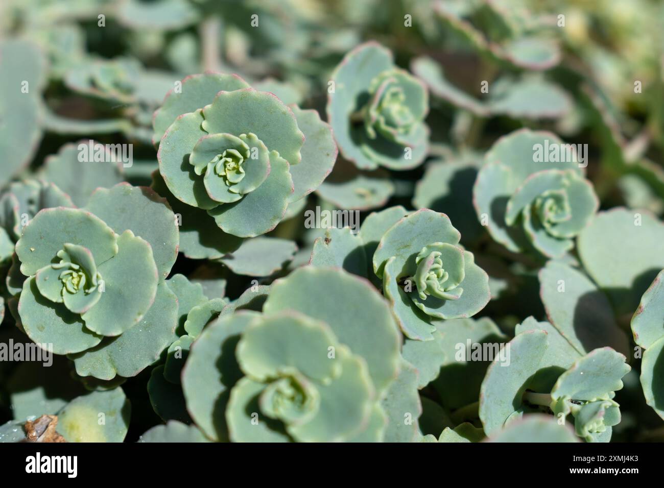 Succulent round leaves pattern close up Stock Photo - Alamy