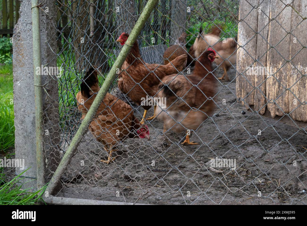 Chickens in chicken pen, motion blur Stock Photo - Alamy