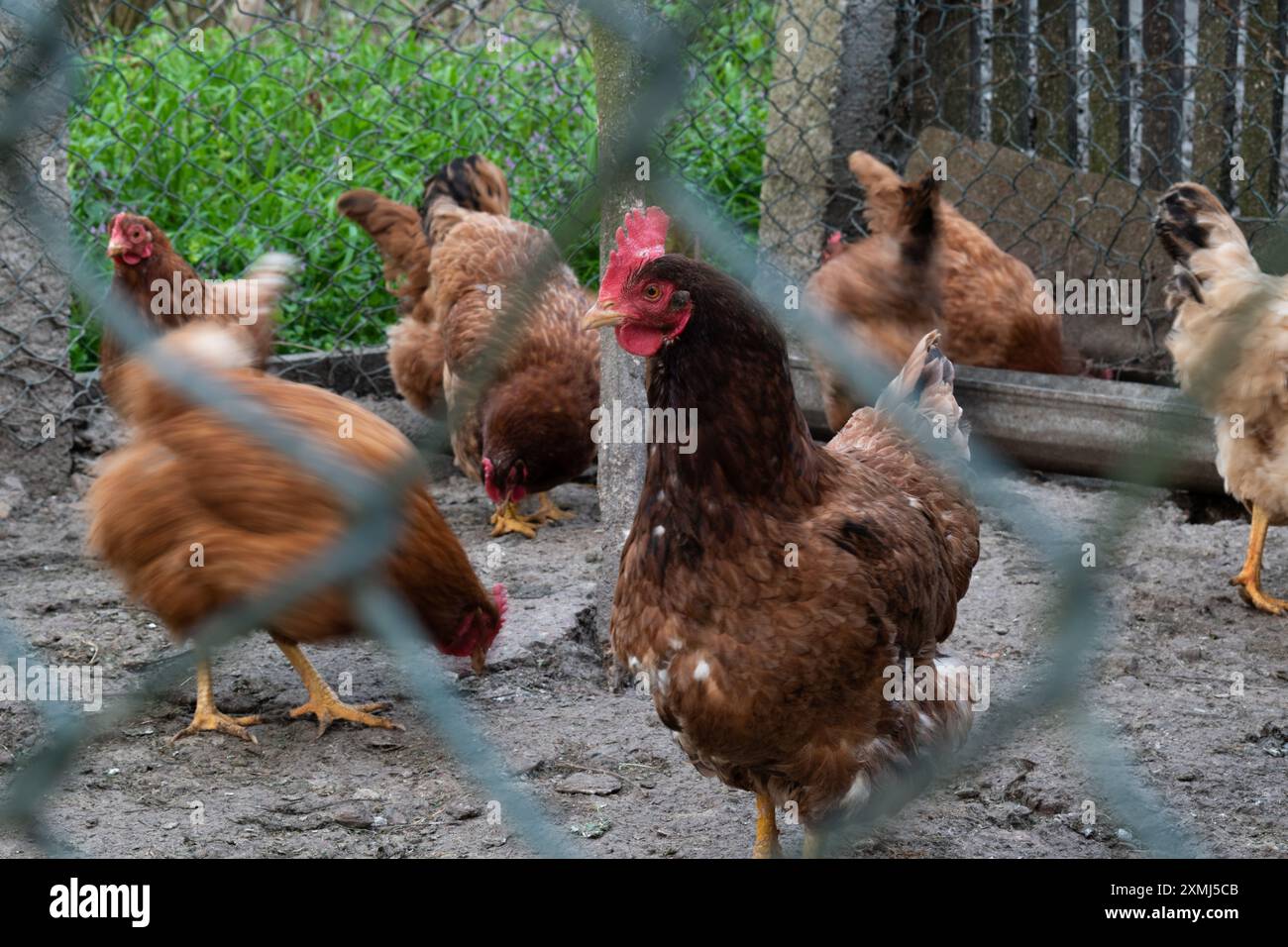 Chickens rooster inside wire hi-res stock photography and images - Alamy