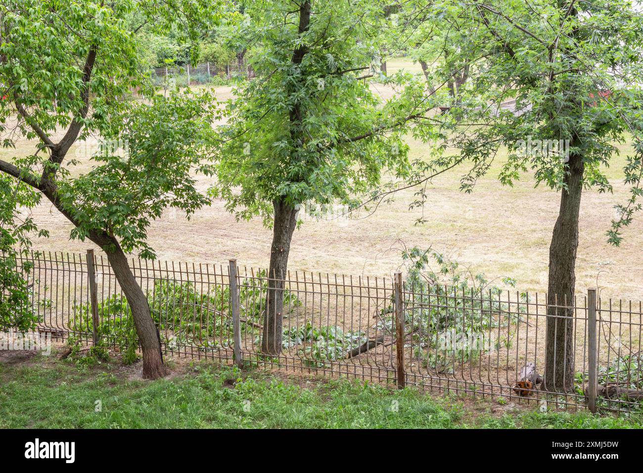 Branches of green trees lie in the backyard of a house after pruning ...