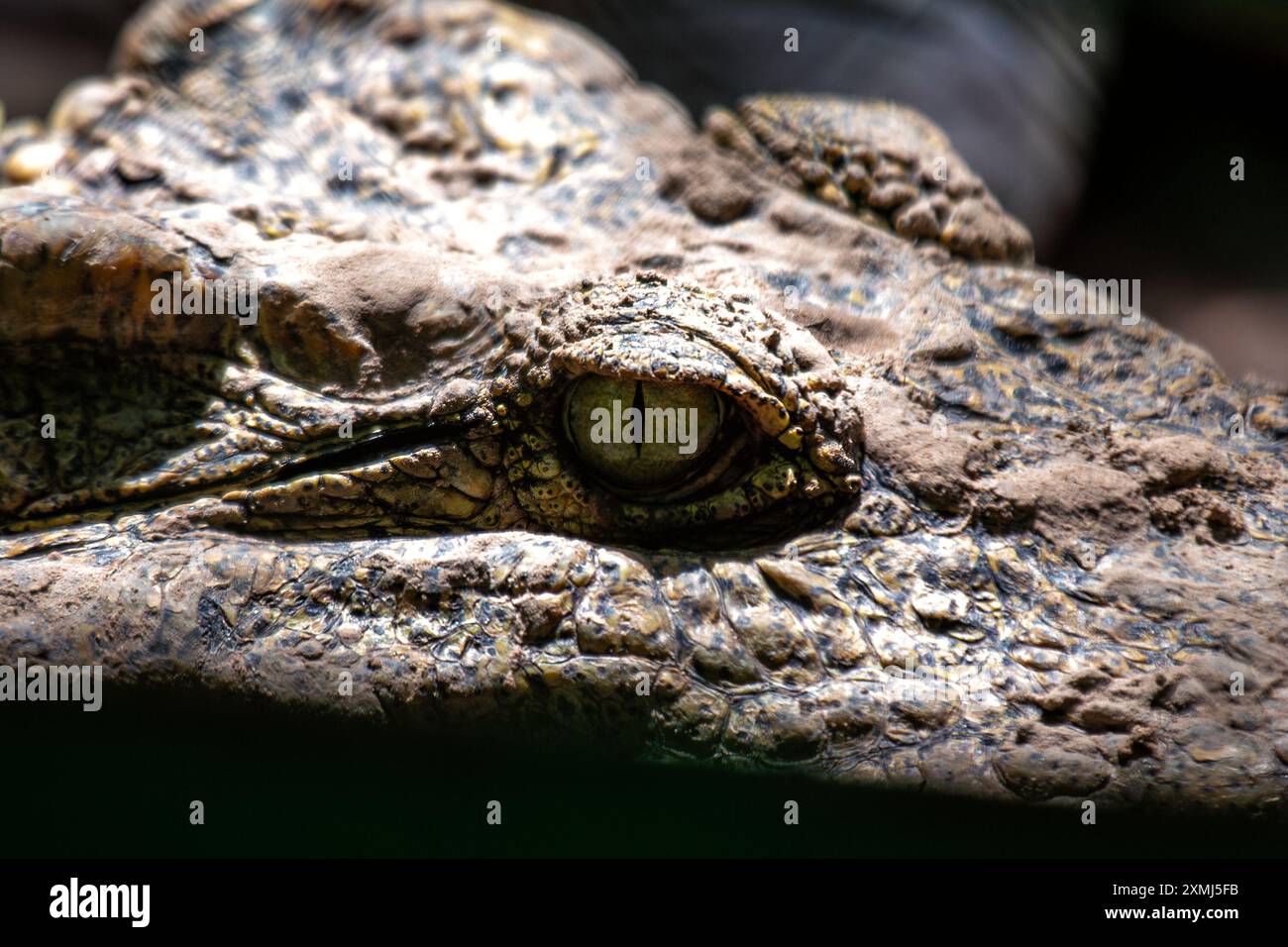 The Nile Crocodile, native to Sub-Saharan Africa, is one of the largest ...