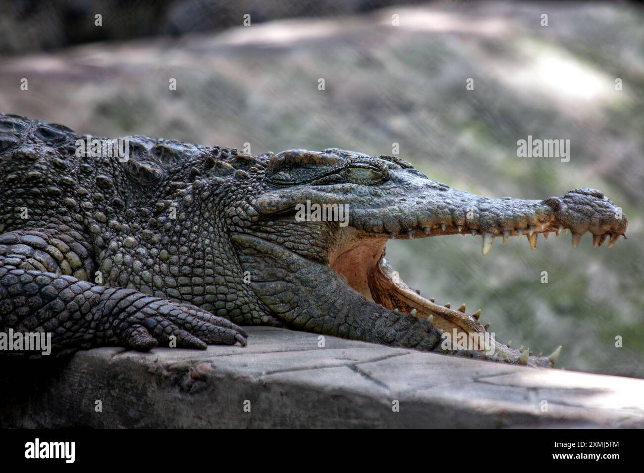 The Nile Crocodile, native to Sub-Saharan Africa, is one of the largest ...