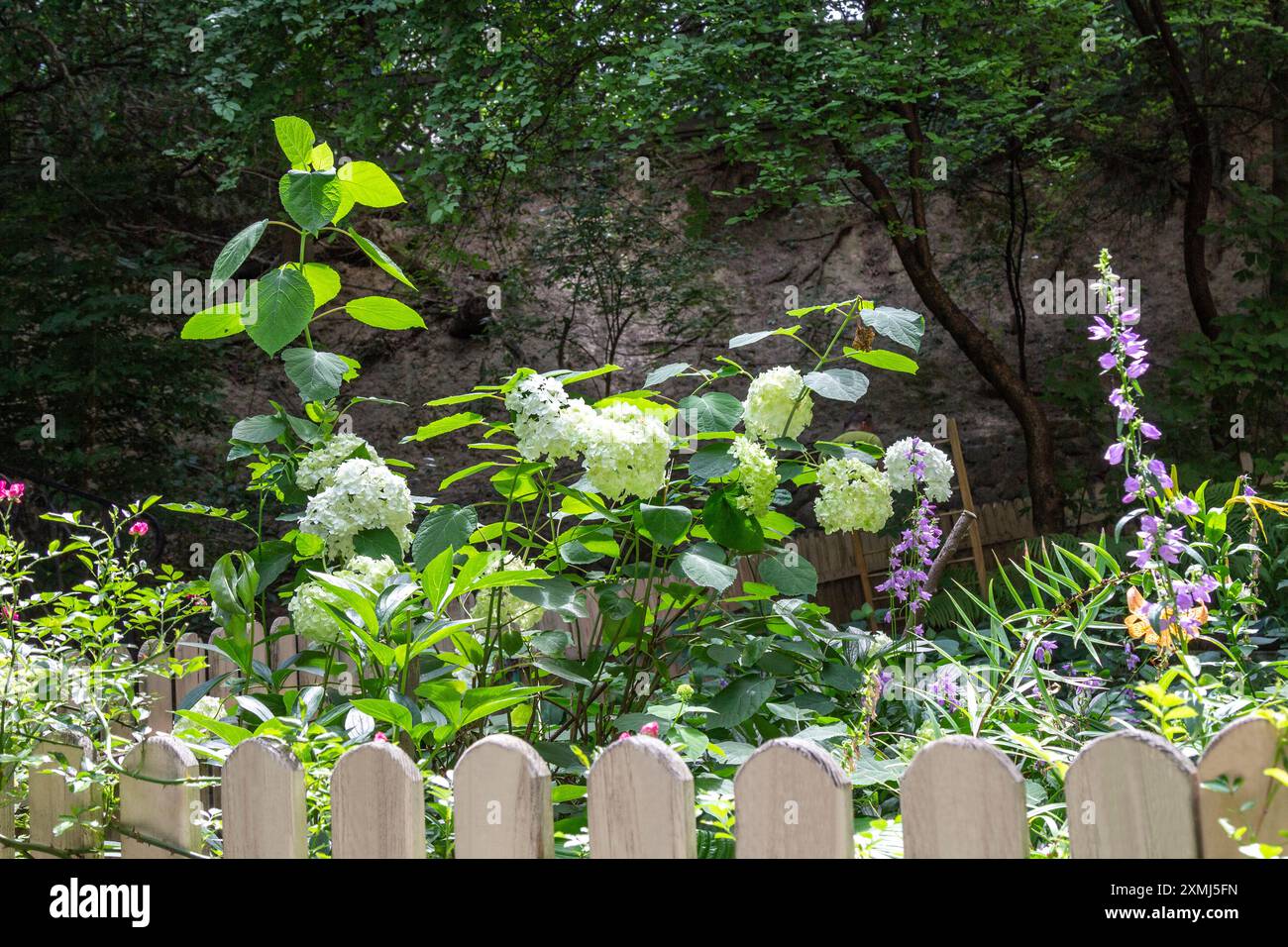 Bushes of white hydrangeas in a small garden behind a wooden fence ...