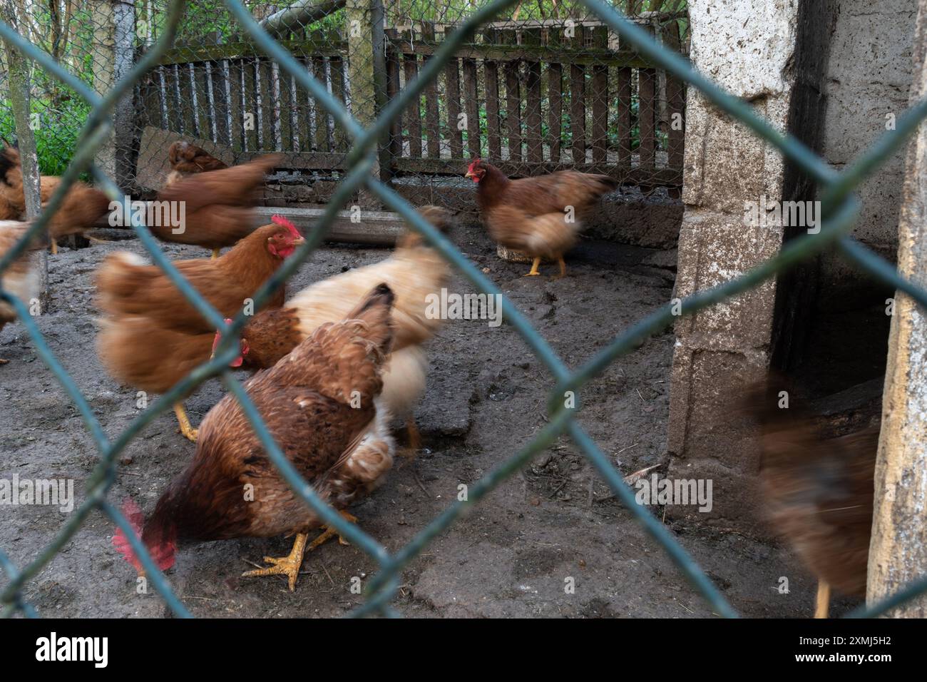 Chicken coop door hi-res stock photography and images - Alamy
