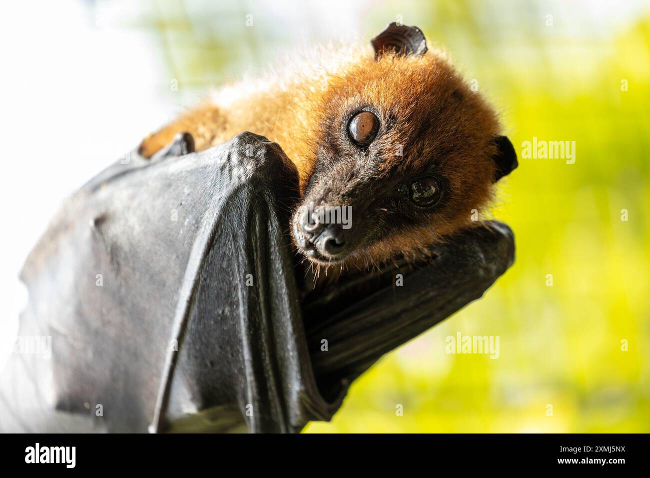 Lyle's Flying Fox, native to Southeast Asia, is a large fruit bat ...