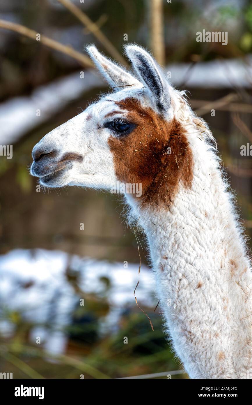 South american domesticated plants hi-res stock photography and images ...