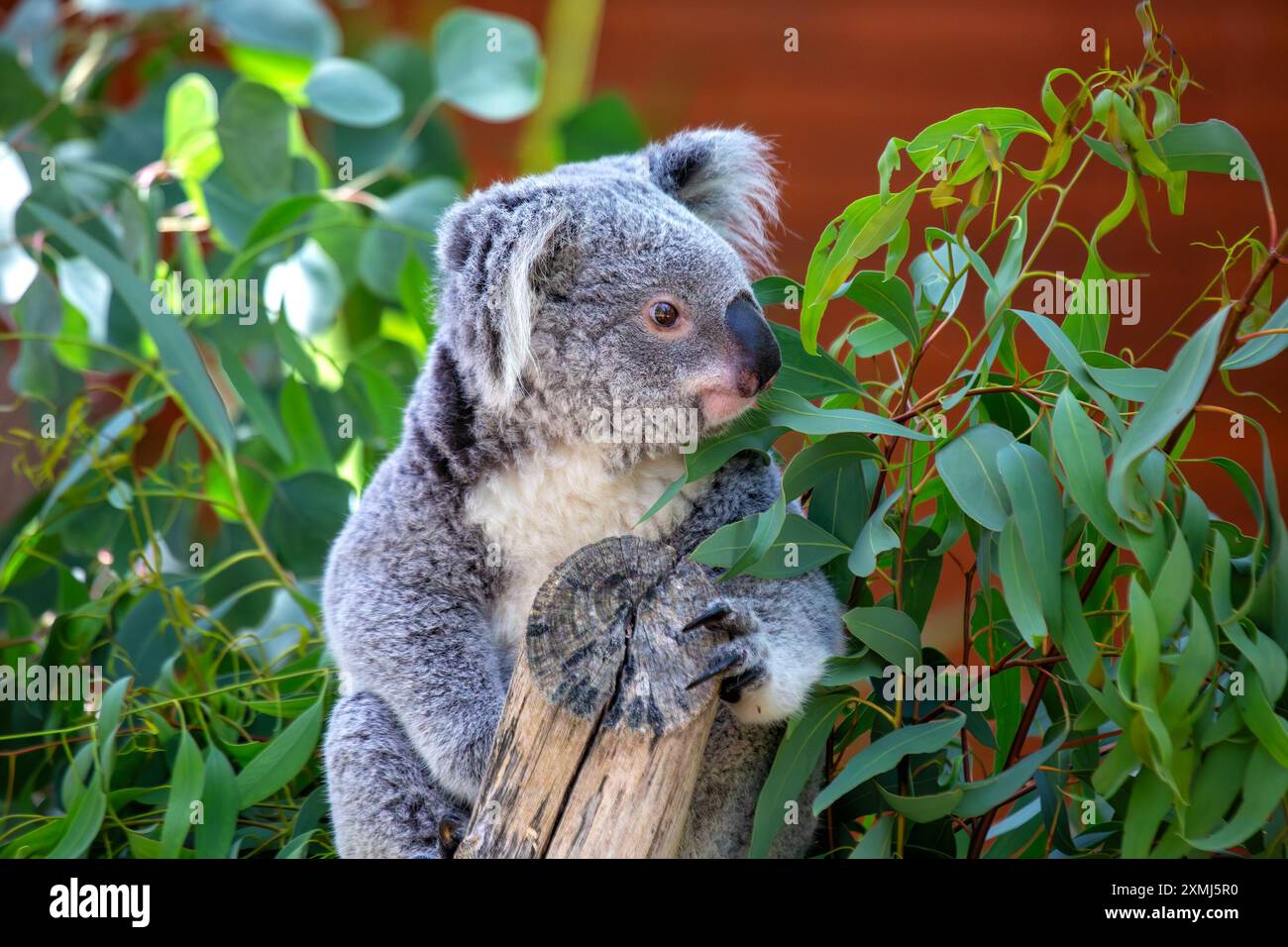 The Koala Bear, a marsupial, is native to Eastern Australia. It feeds ...