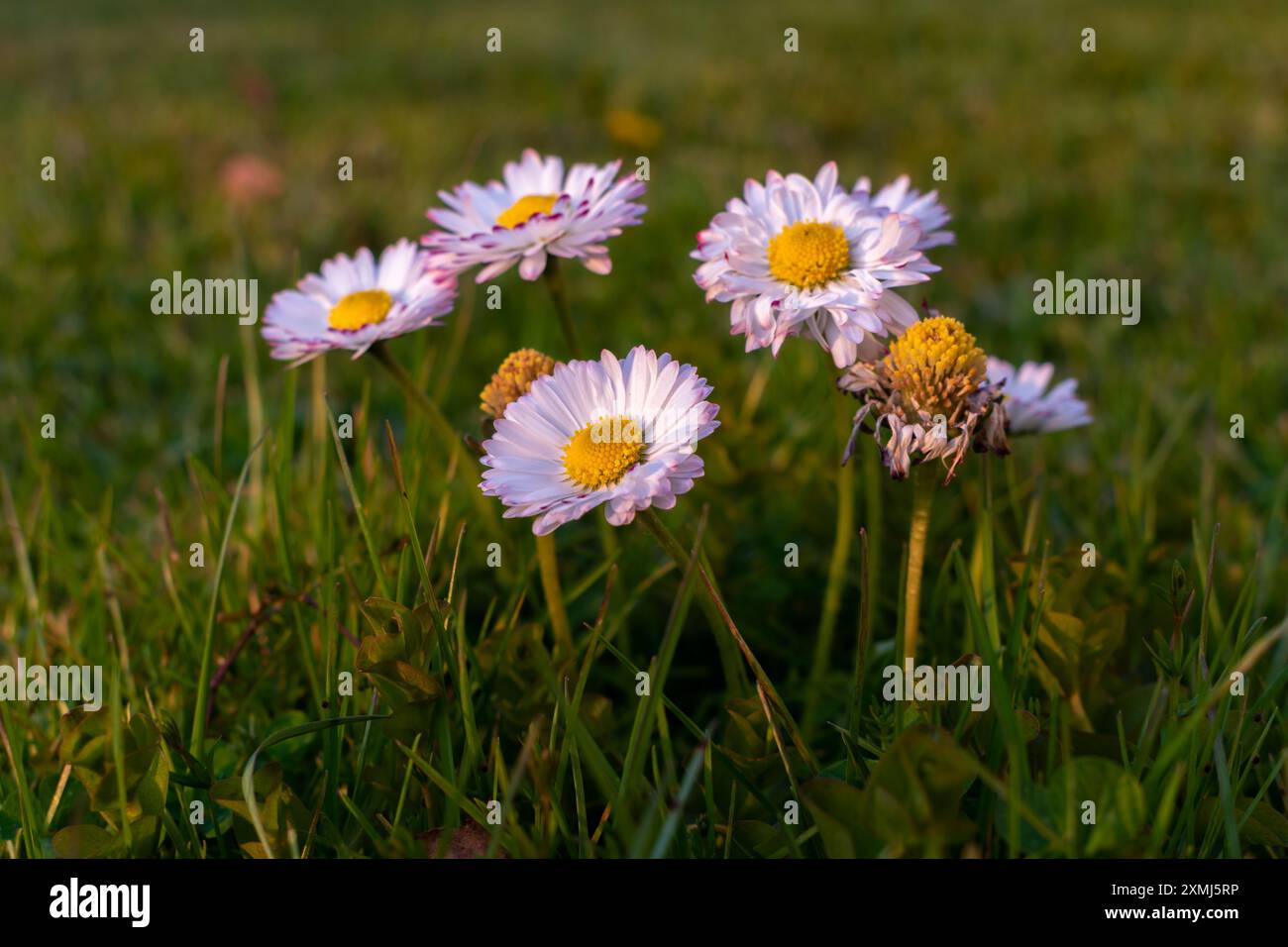 Mild sunlight hi-res stock photography and images - Alamy