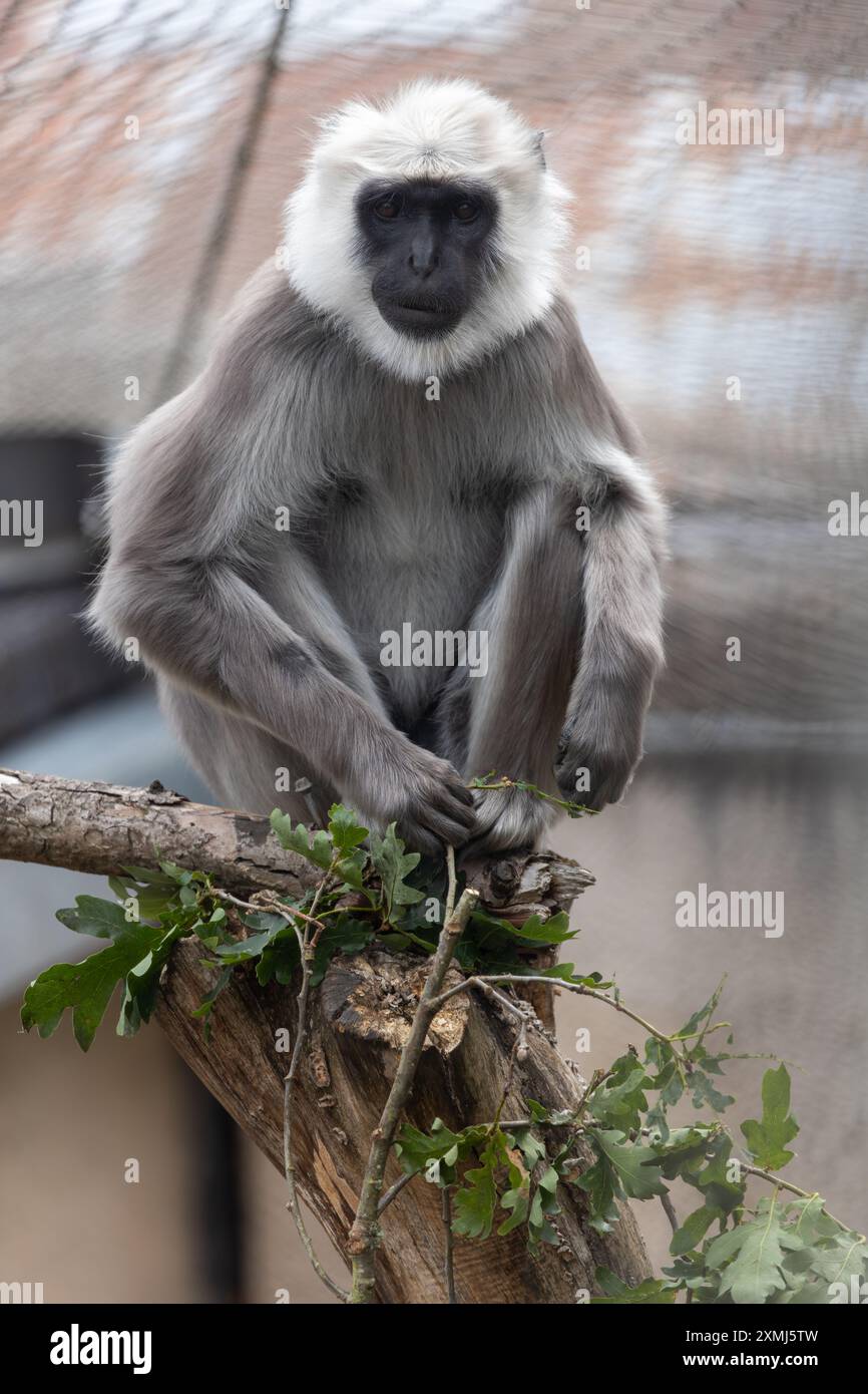 The Hanuman Langur, native to the Indian subcontinent, is a versatile ...