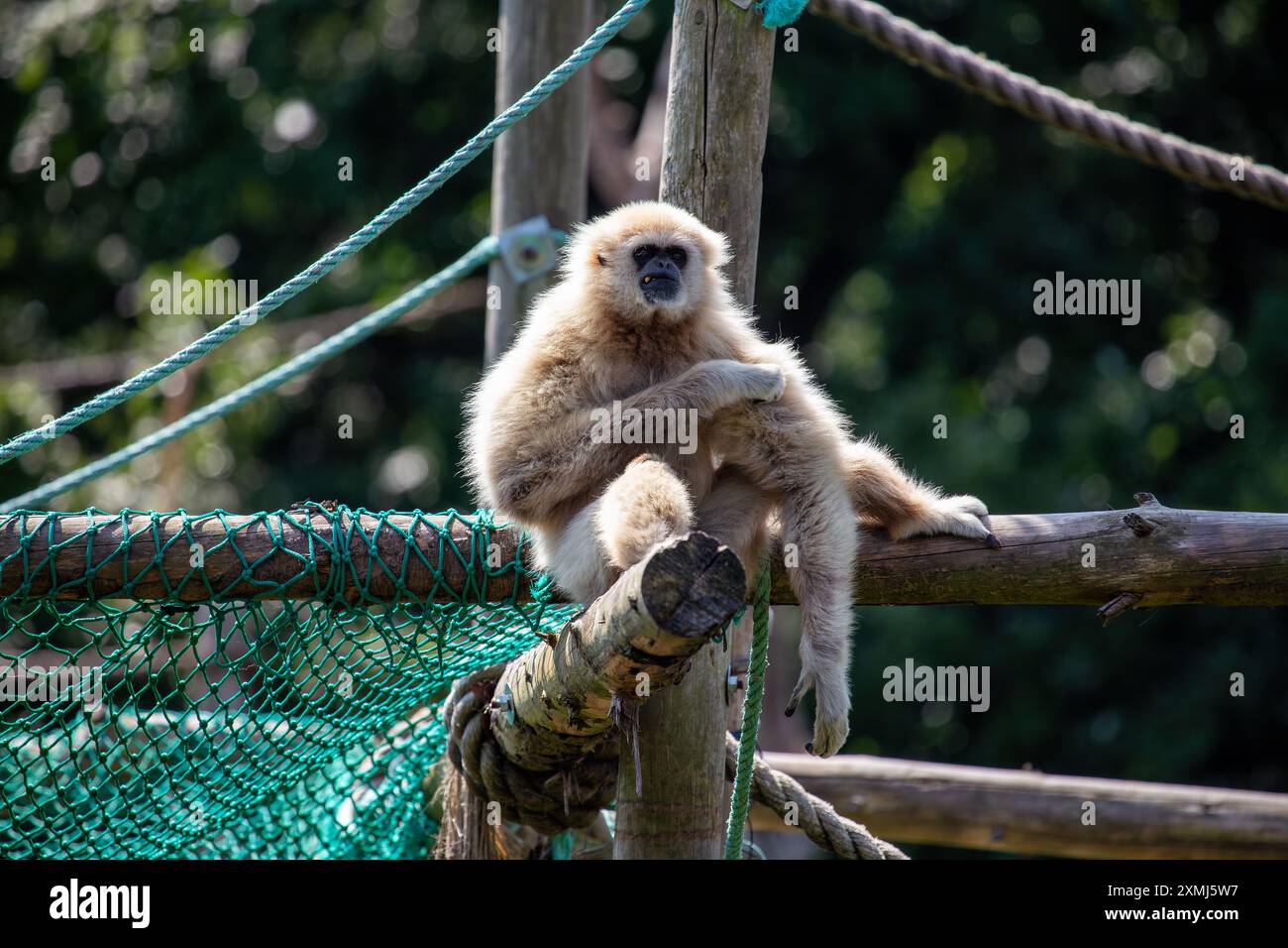 The White-handed Gibbon, native to Southeast Asia, is an agile primate ...