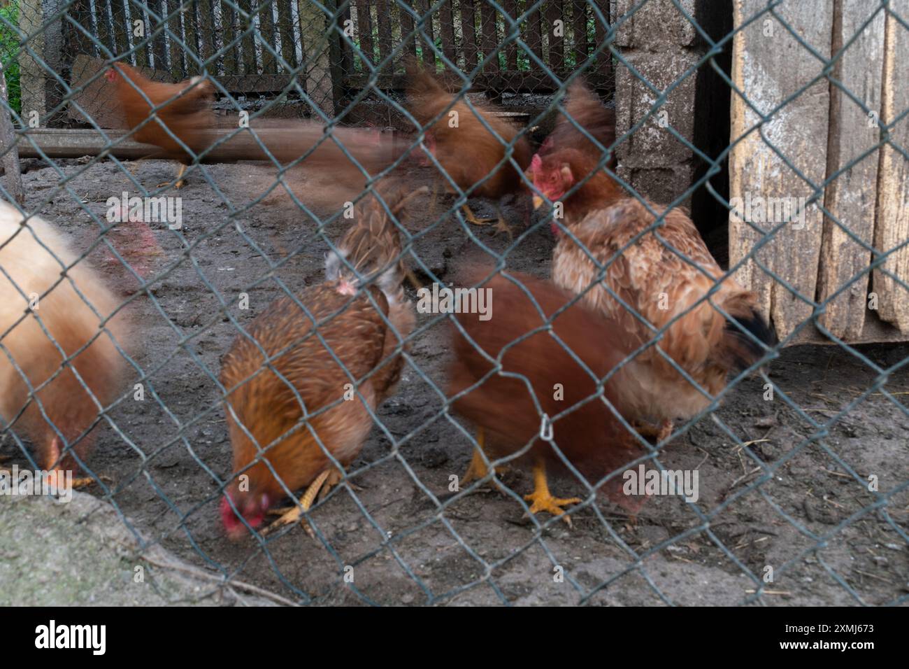 Chickens moves inside chicken pen in rush, motion blur Stock Photo - Alamy