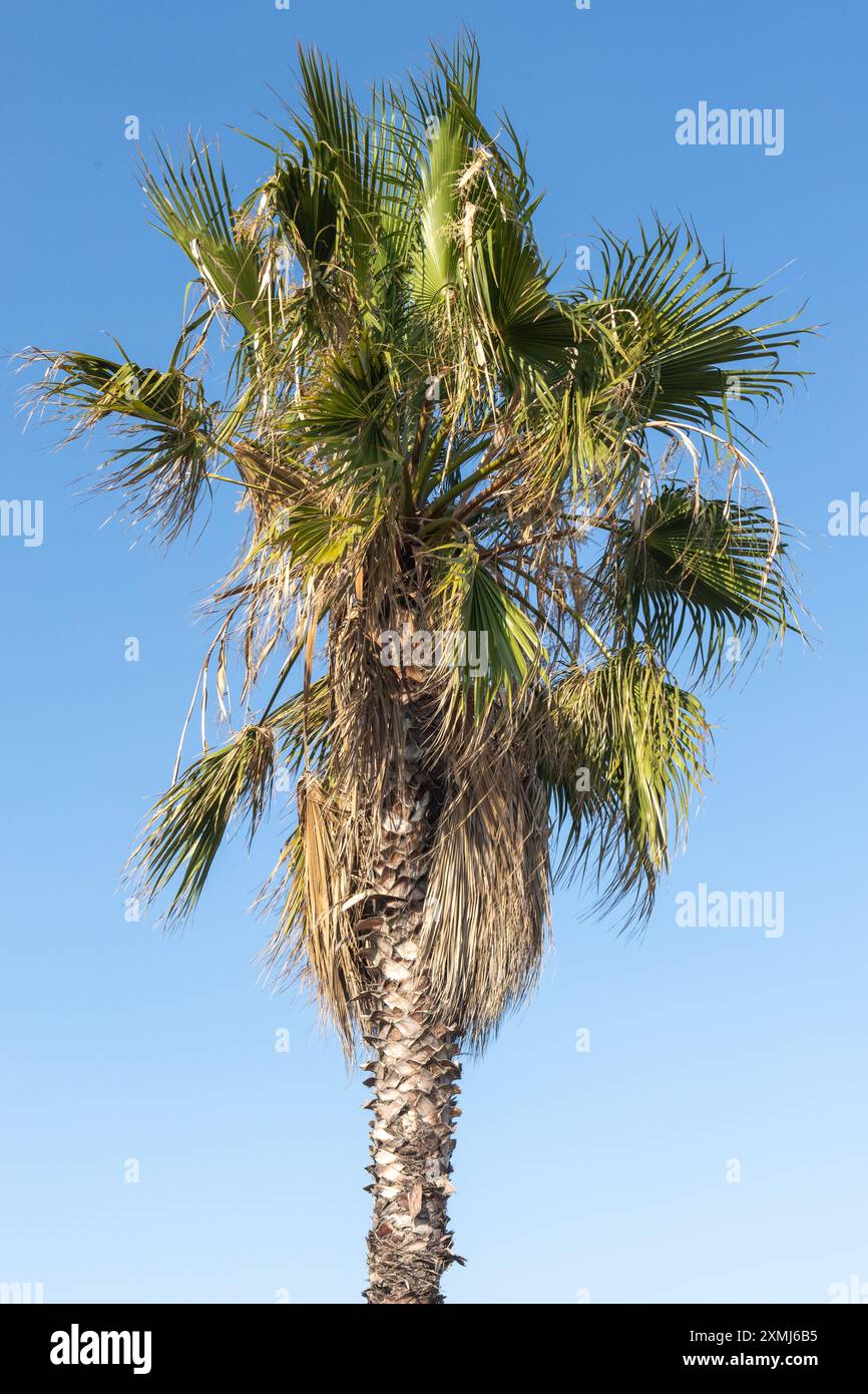 Tall tree against clear hi-res stock photography and images - Alamy