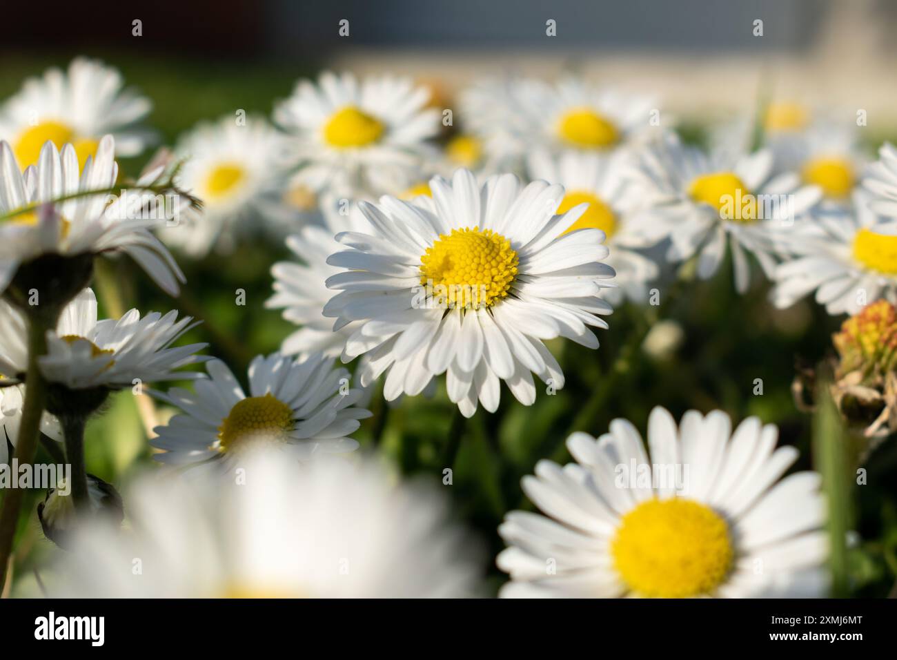 Common daisy close up in spring, sunlit flower in yard Stock Photo - Alamy