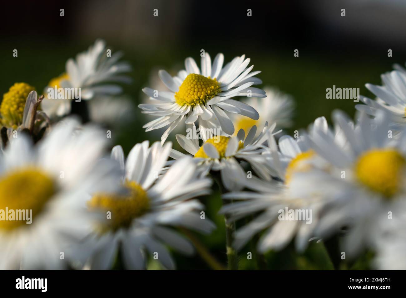 Common daisy close up in spring, sunlit flower in yard Stock Photo - Alamy